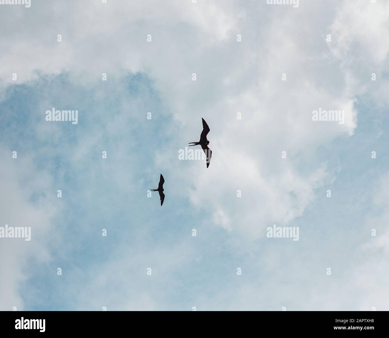 Birds flying around hi-res stock photography and images - Alamy