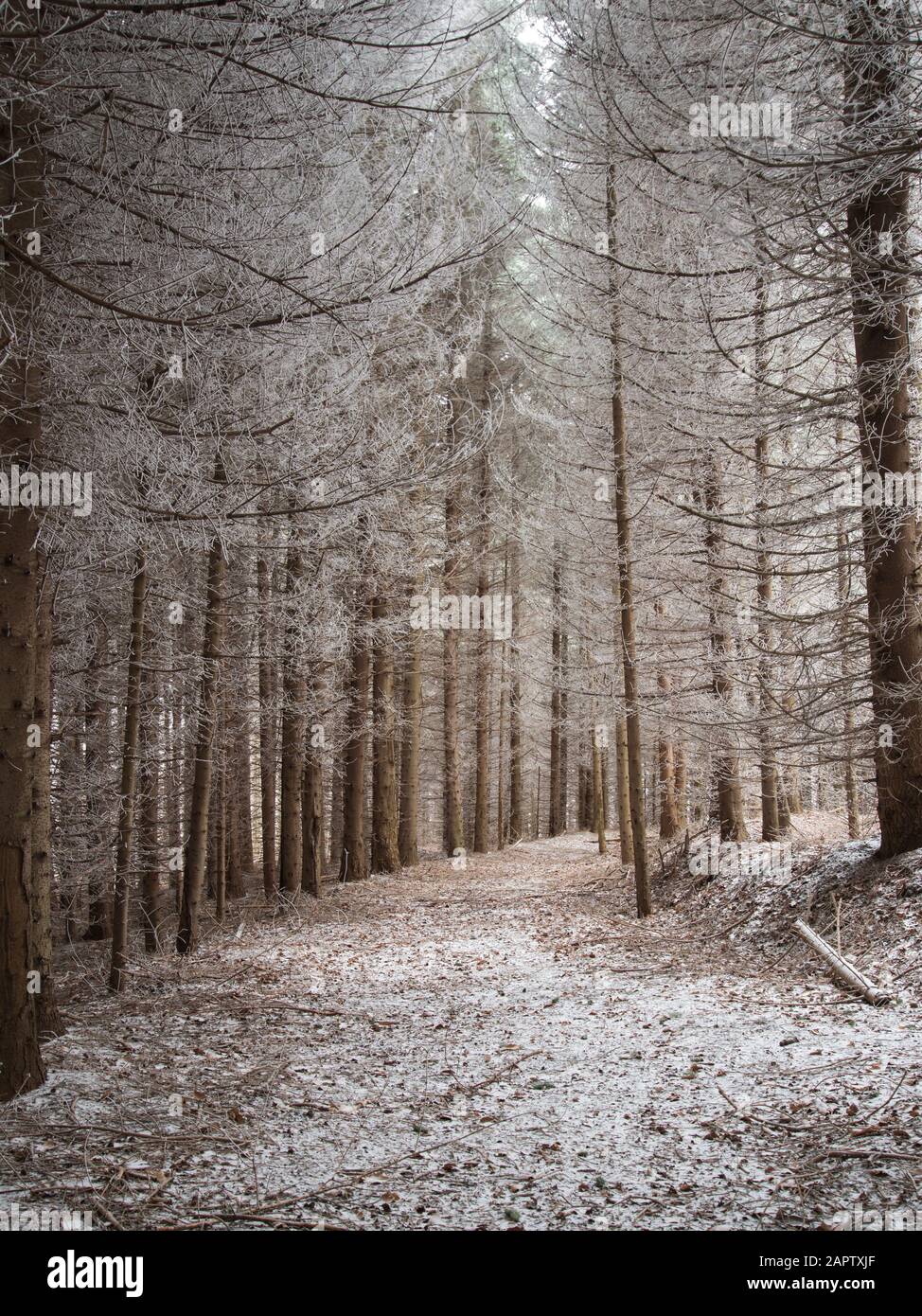 frozen snow in the forest Stock Photo - Alamy