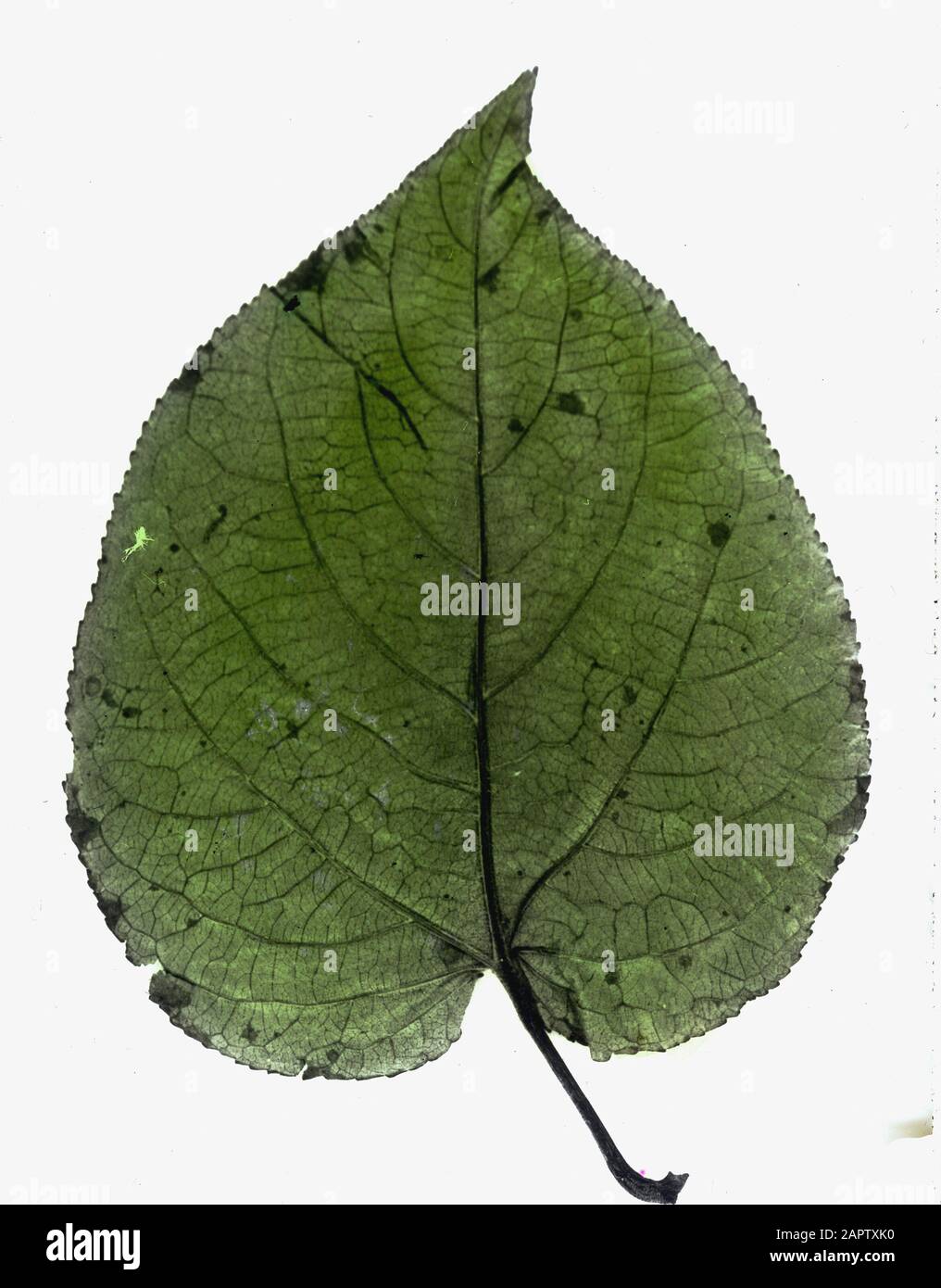 Populus Lasiocarpa High Resolution Stock Photography and Images - Alamy
