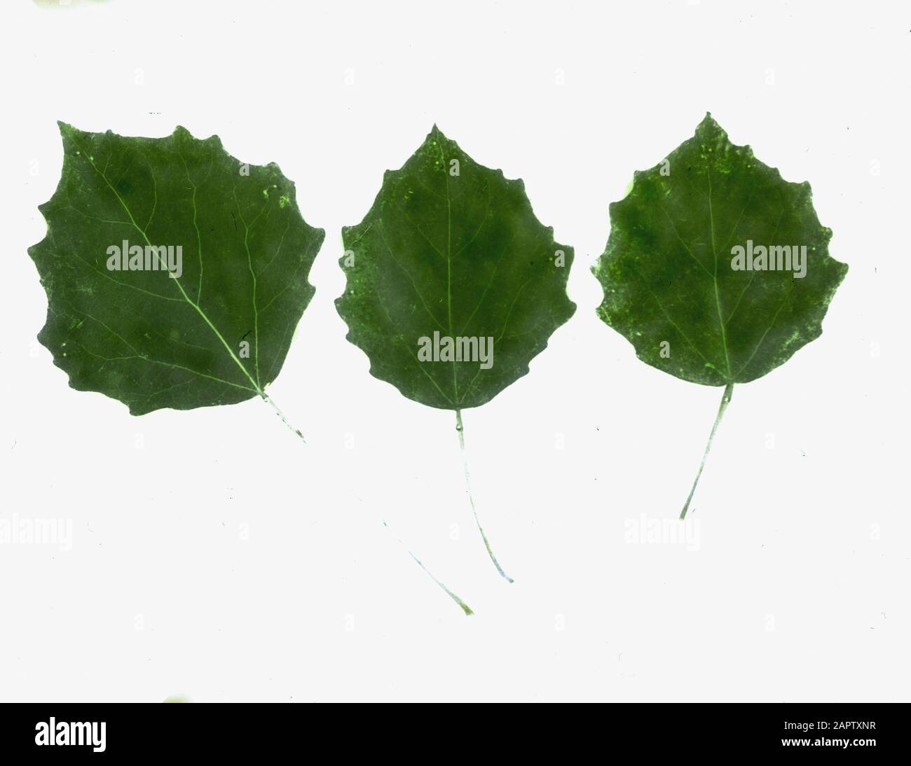 deciduous wood, trees, forests, avenues, botanical, populus tremula ...