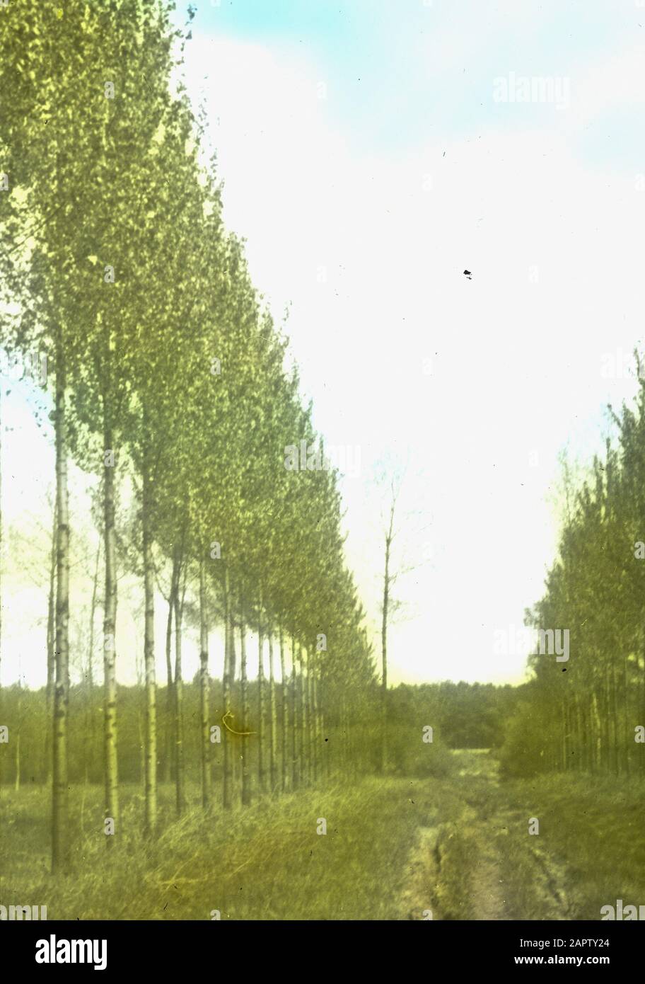 deciduous wood, trees, forests, avenues, botanical, populus robusta ...