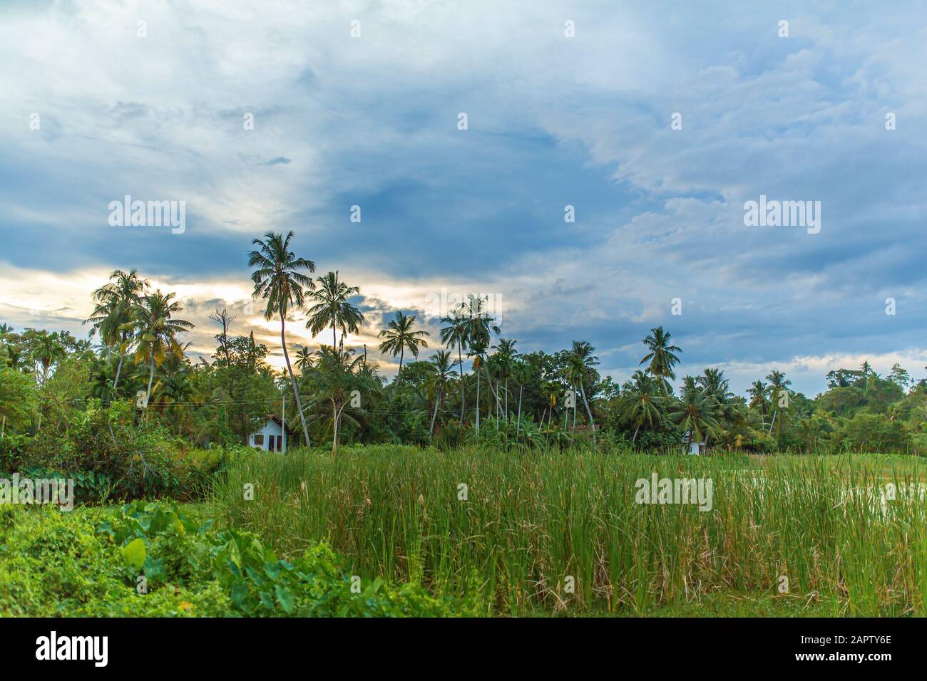 Green field in the jungle of Sri Lanka Stock Photo - Alamy