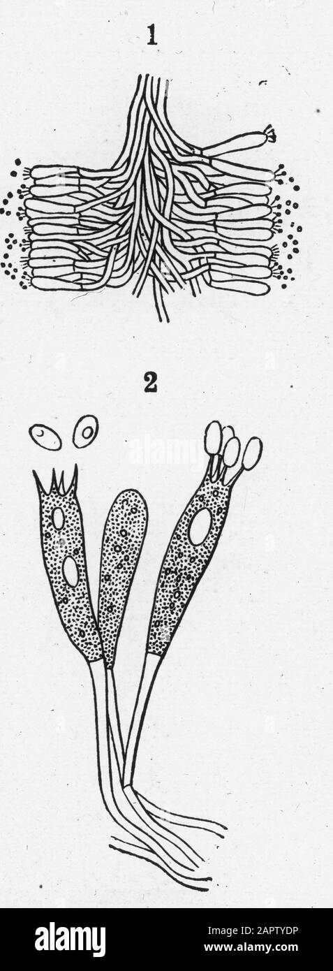 Hymenium hi-res stock photography and images - Alamy
