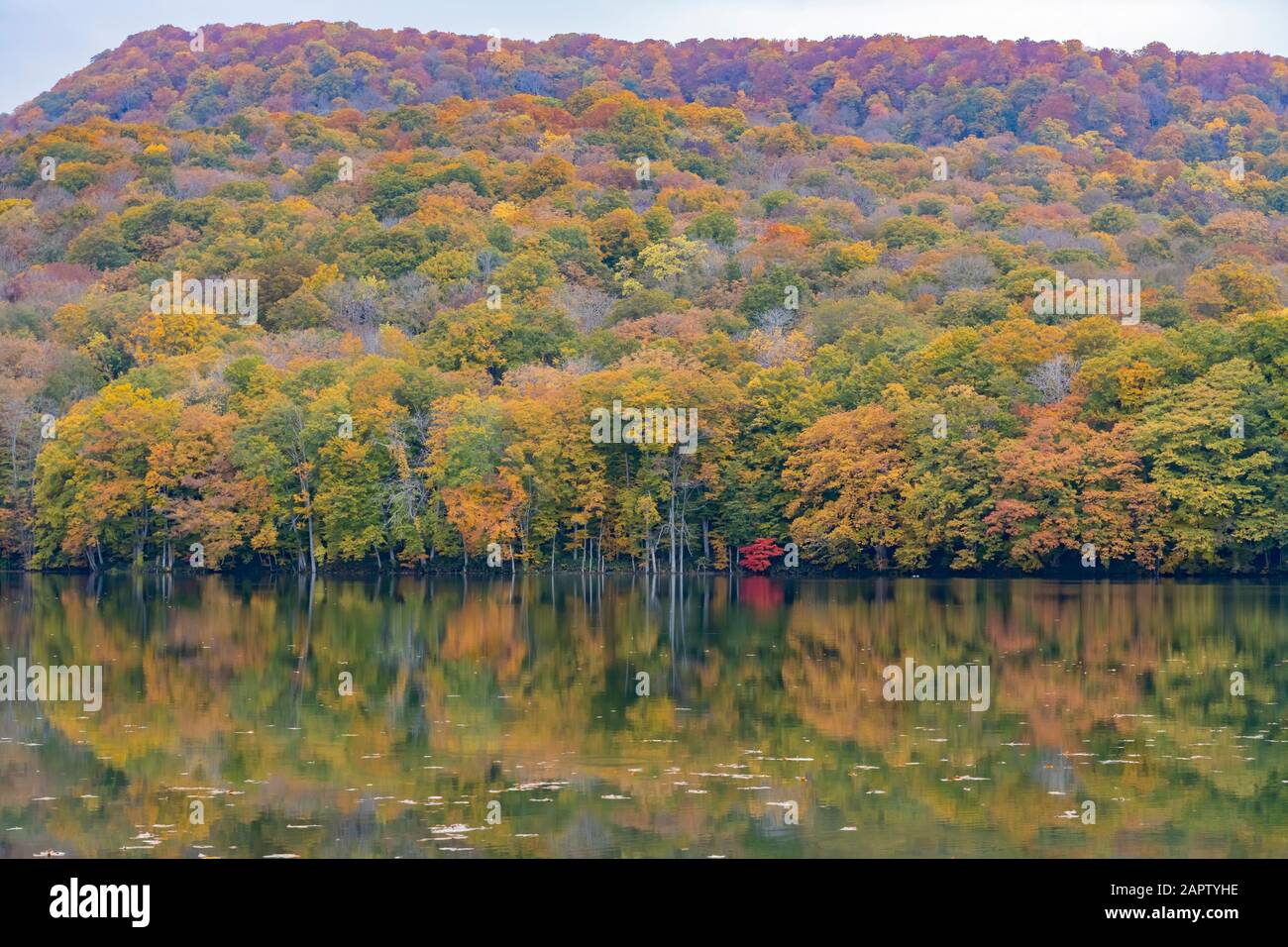 Beautiful fall color of the Tsutanuma area at Aomori, Japan Stock Photo ...