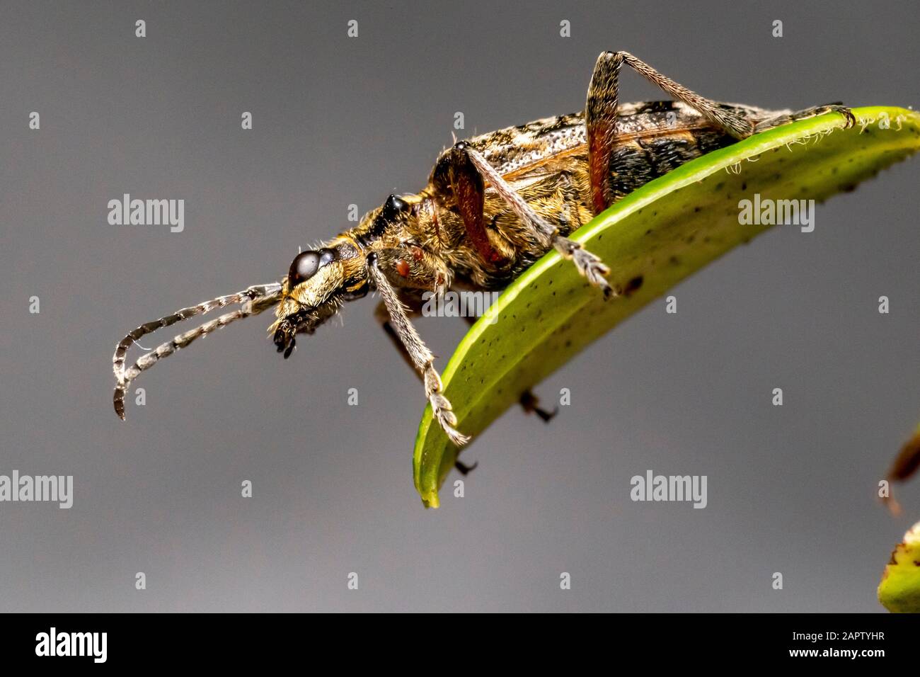 Black-spotted longhorn beetle (Rhagium mordax Stock Photo - Alamy