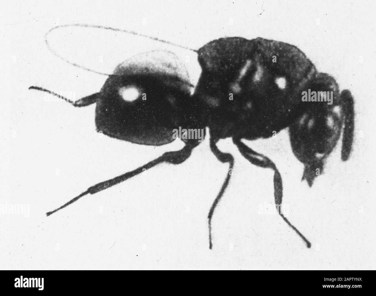 Hyperparasite hi-res stock photography and images - Alamy