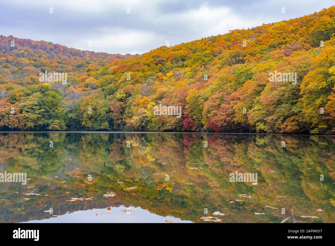 Beautiful fall color of the Tsutanuma area at Aomori, Japan Stock Photo ...