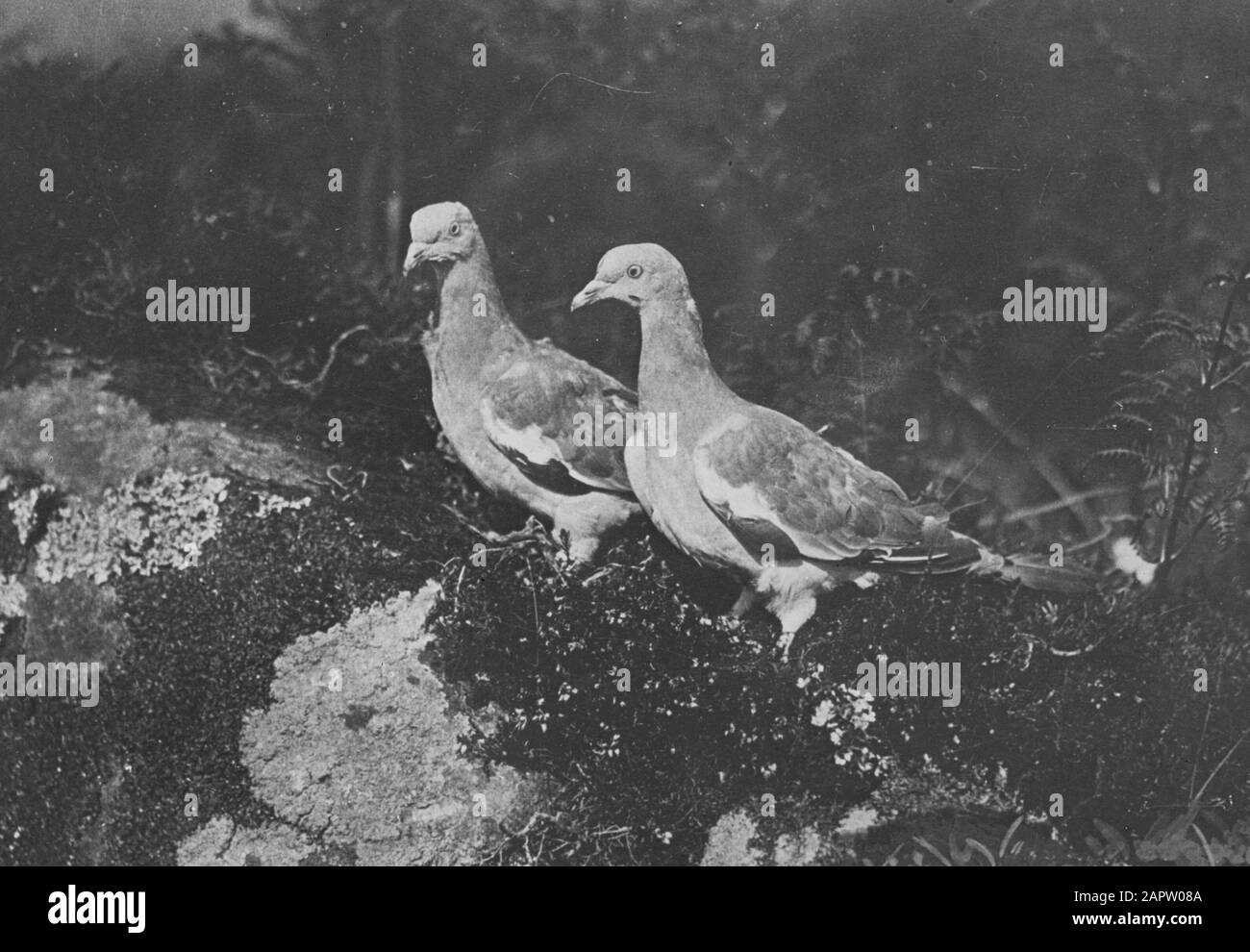 Bird sightings Black and White Stock Photos & Images - Alamy