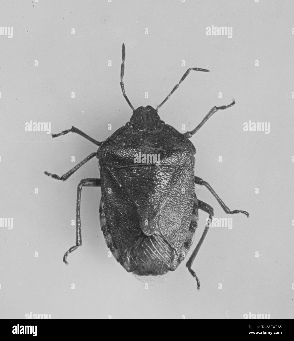 Bug cycle Black and White Stock Photos & Images - Alamy