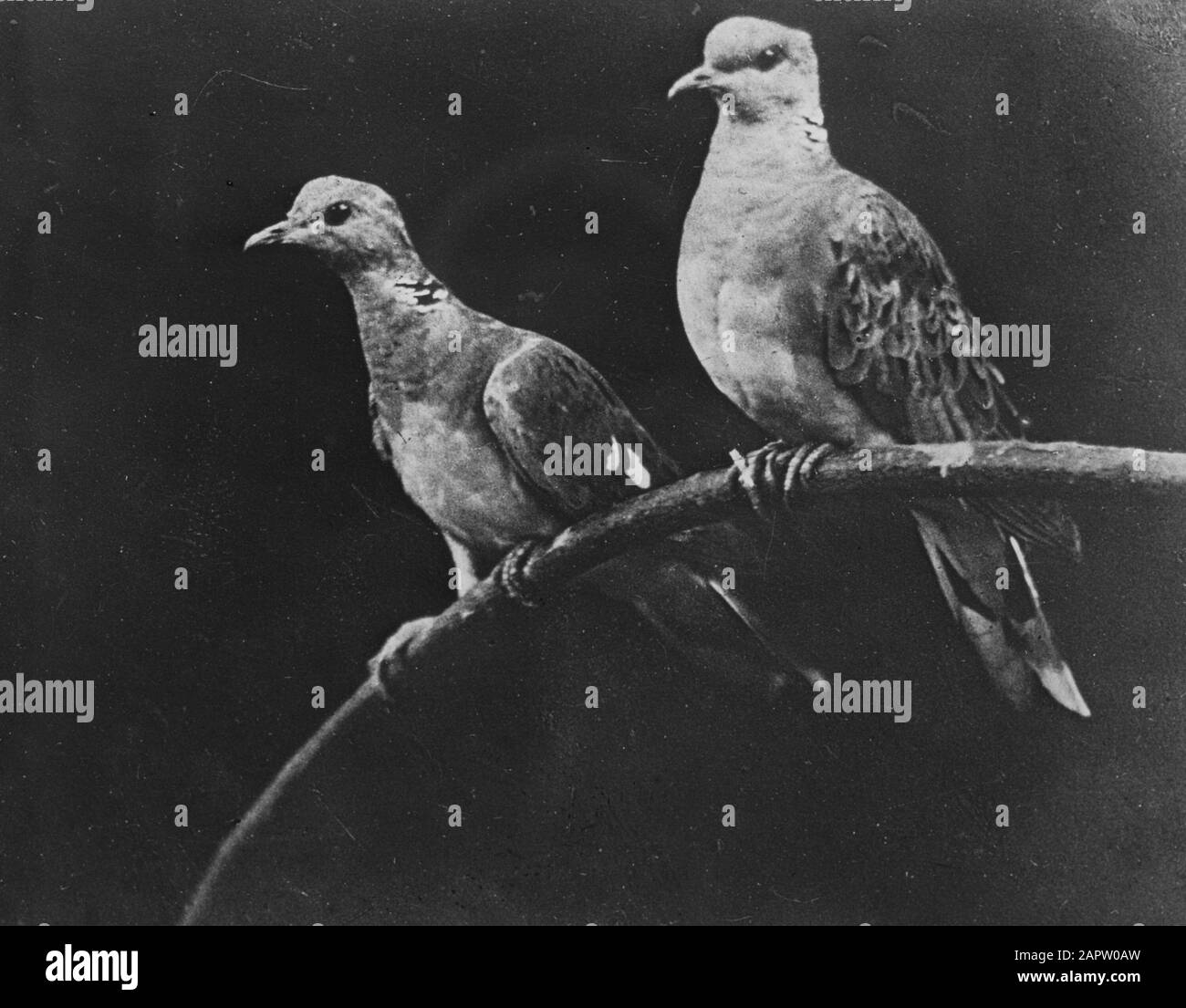 birds, turtle dove Date: undated Keywords: birds Personal name: turtle ...