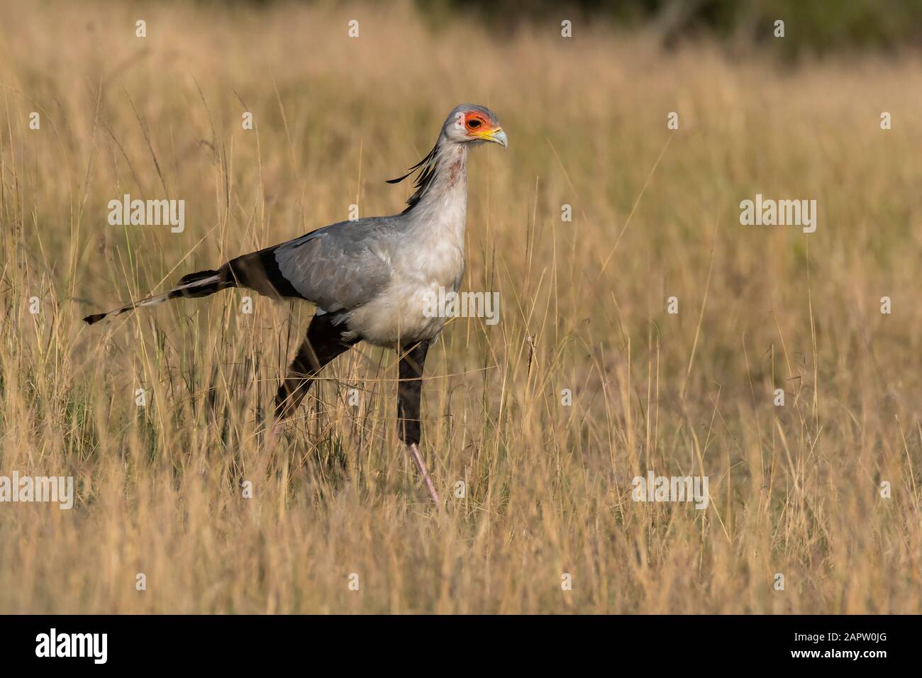 Secretarybird snake hi-res stock photography and images - Alamy