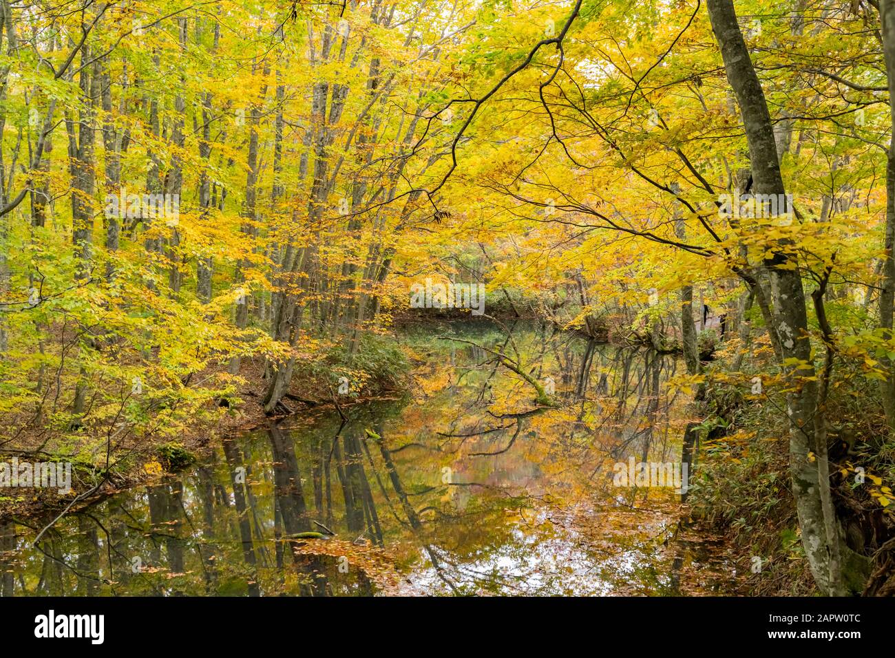 Beautiful fall color of the Tsutanuma area at Aomori, Japan Stock Photo ...