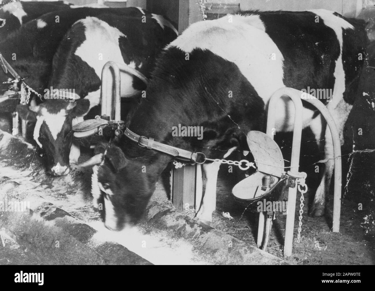 Modern dairy farm barn Black and White Stock Photos & Images - Alamy