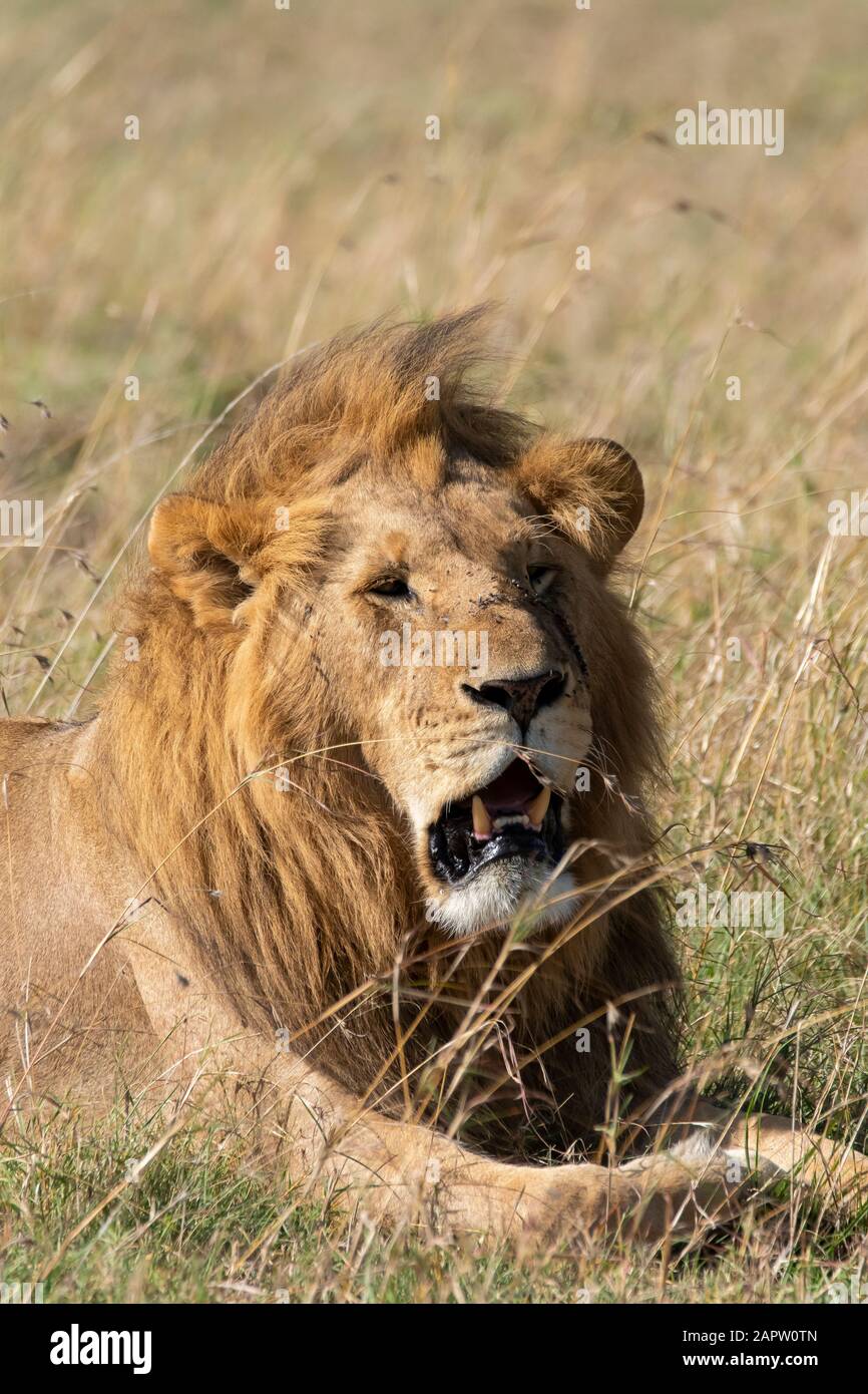 Inside The Lion King High Resolution Stock Photography and Images - Alamy