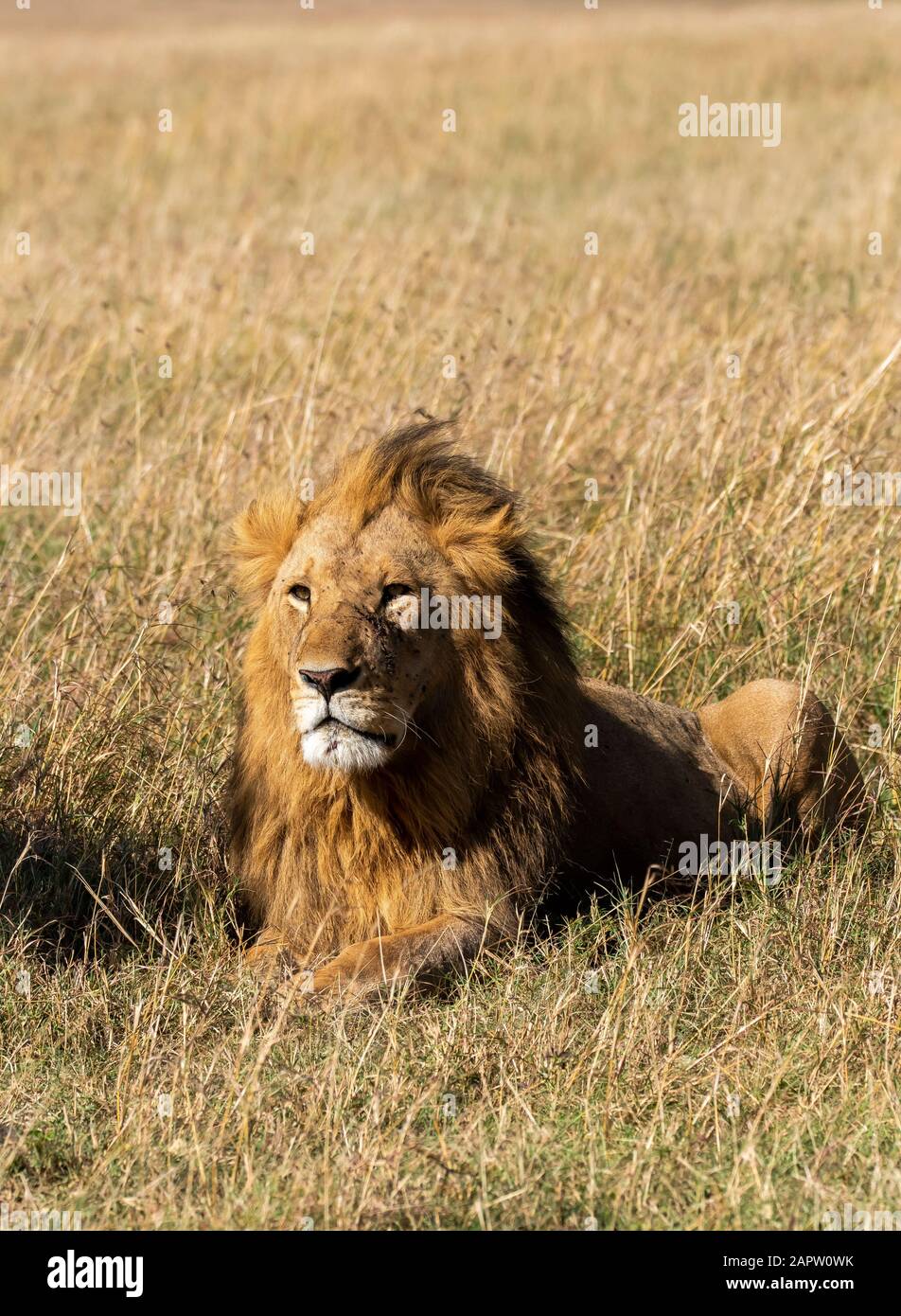 Inside The Lion King High Resolution Stock Photography and Images - Alamy