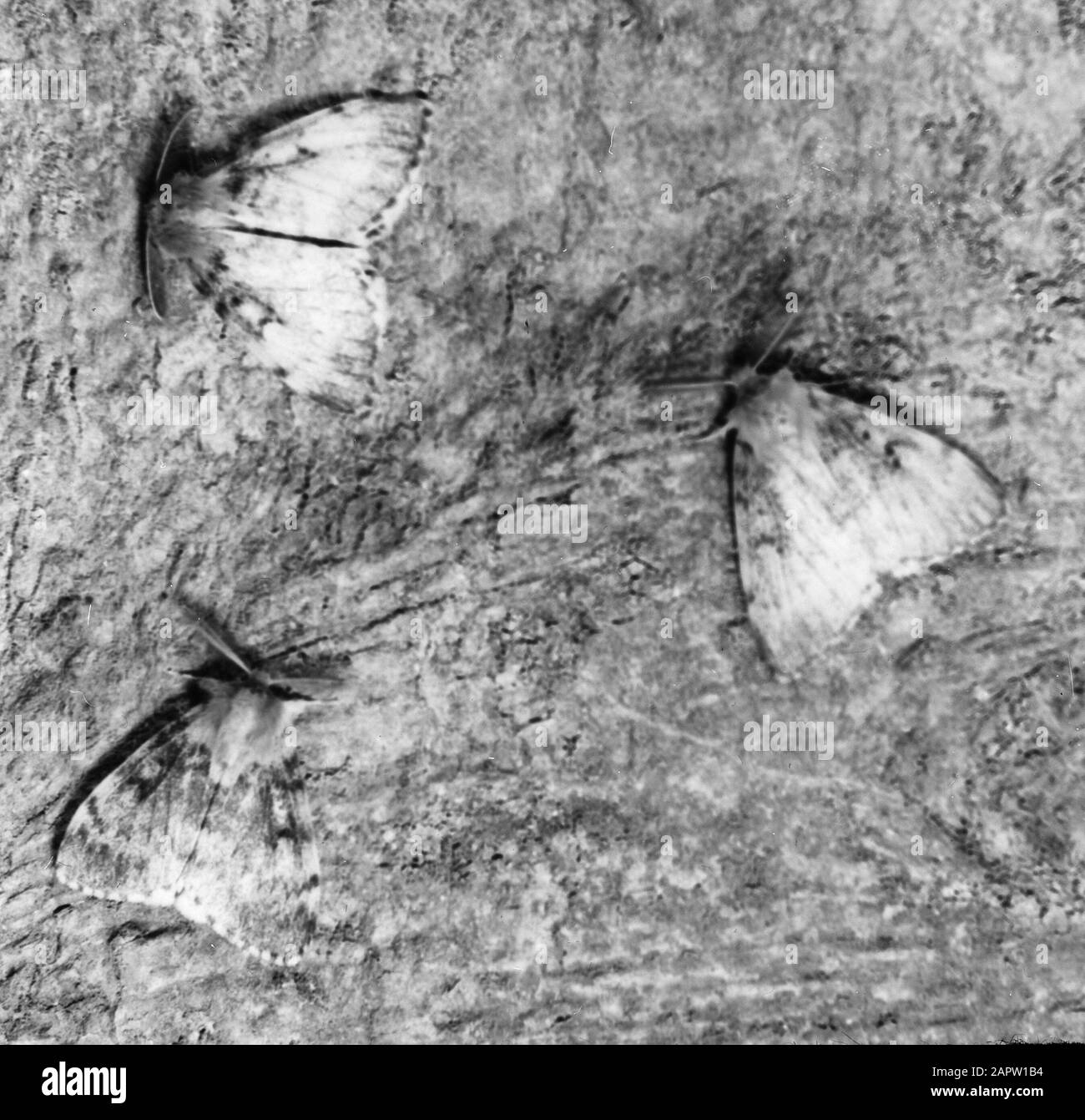 Owl with insect Black and White Stock Photos & Images - Alamy