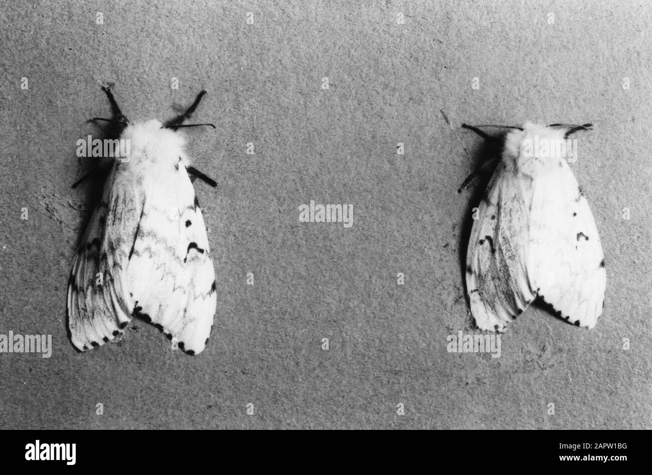 insects, damages, plaque or stem owl Date: undated Keywords: damages ...
