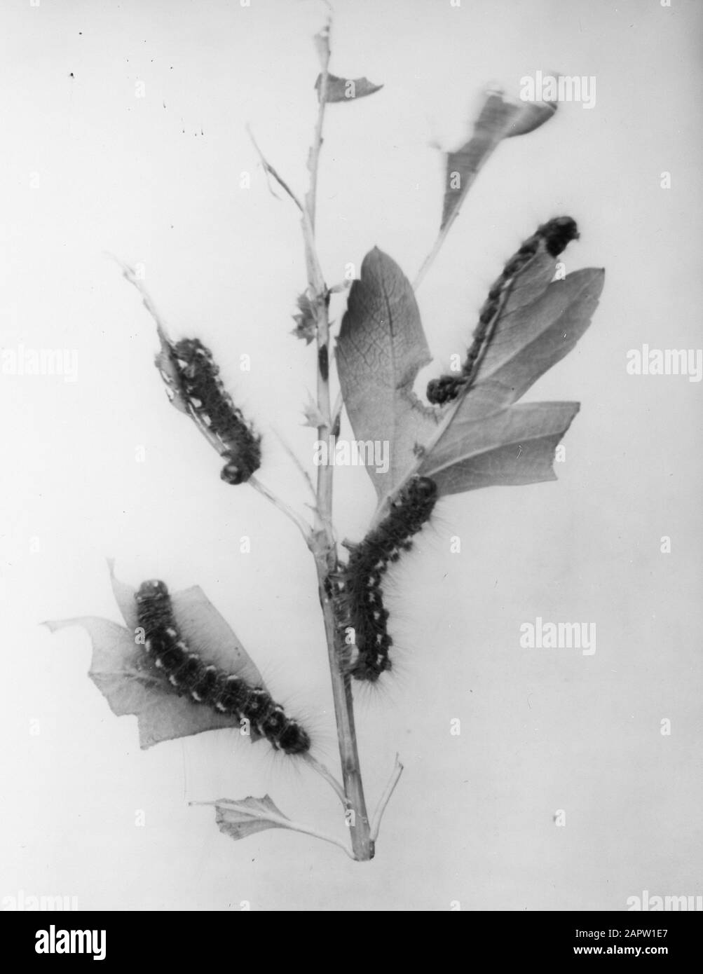 Insect impact Black and White Stock Photos & Images - Alamy