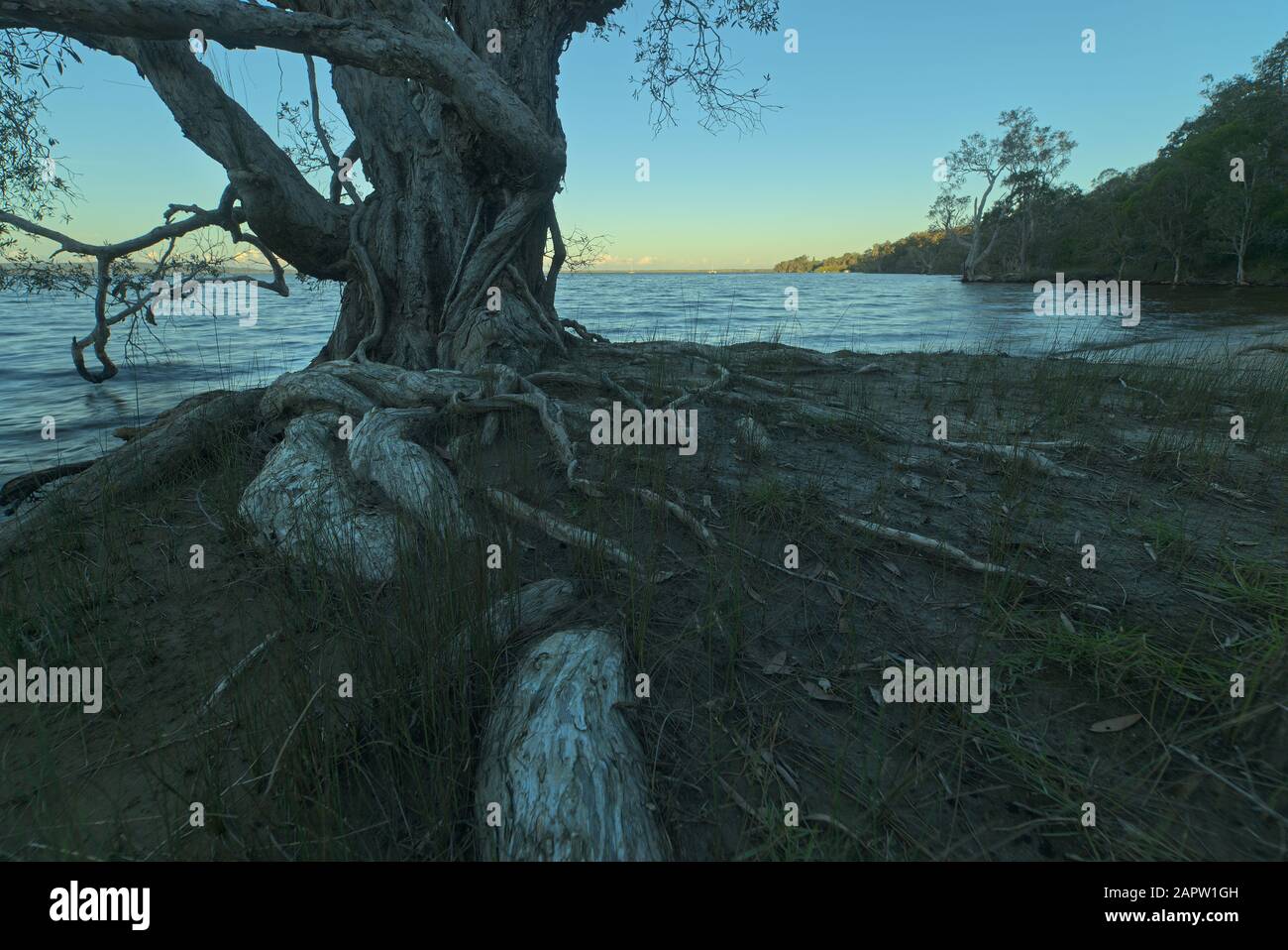 Eucalyptus tree roots hi-res stock photography and images - Alamy