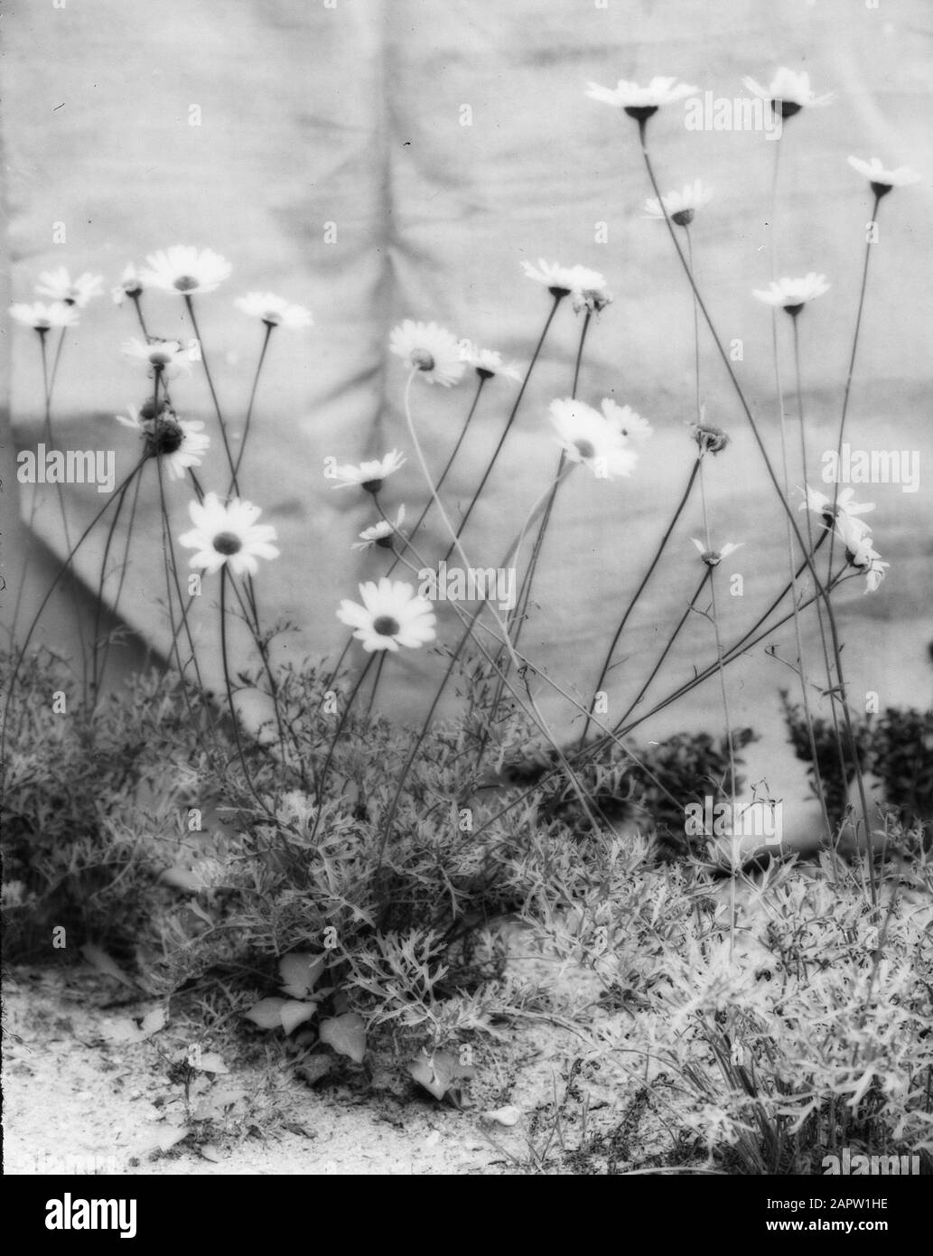 Damages plants Black and White Stock Photos & Images - Alamy