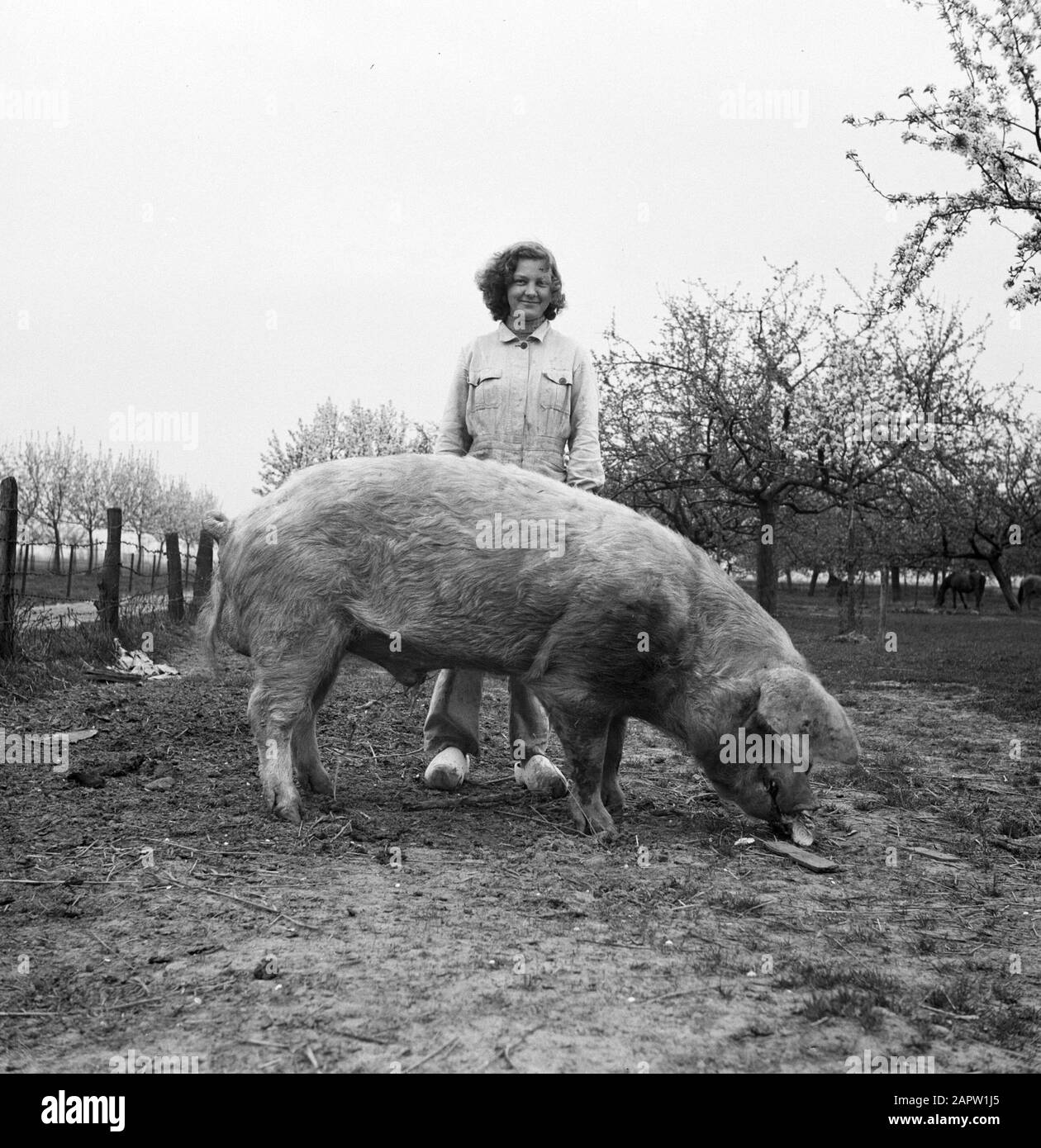 Young pigs Black and White Stock Photos & Images - Alamy