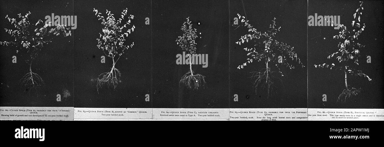 fruit cultivation, quince A, E Date: undated Keywords: fruit ...