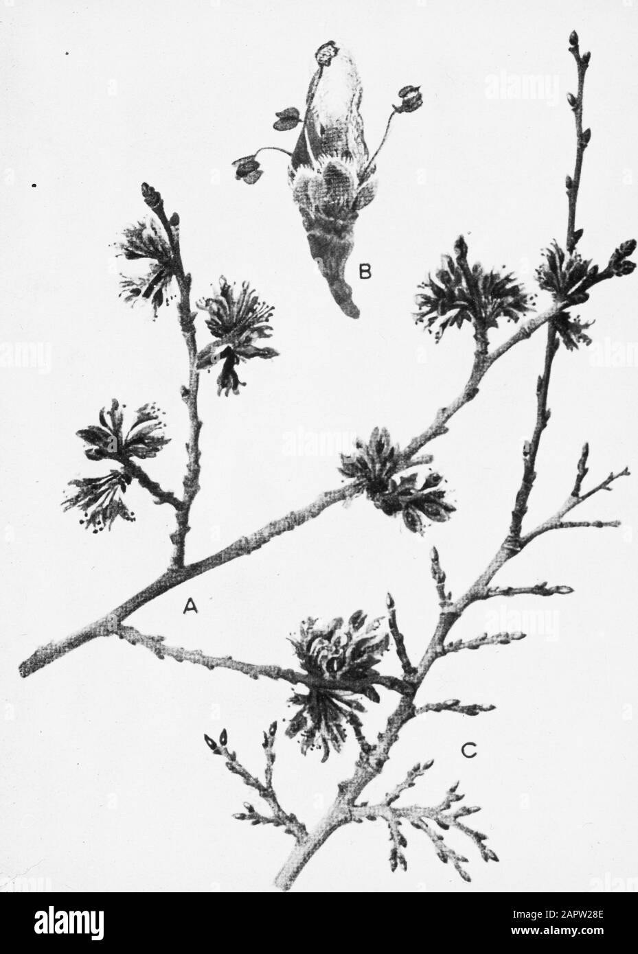 Veldiep hi-res stock photography and images - Alamy