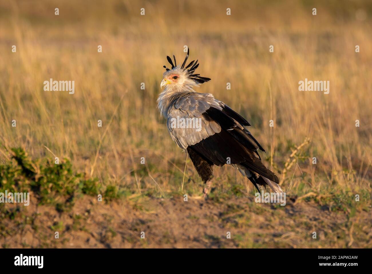 Secretarybird snake hi-res stock photography and images - Alamy