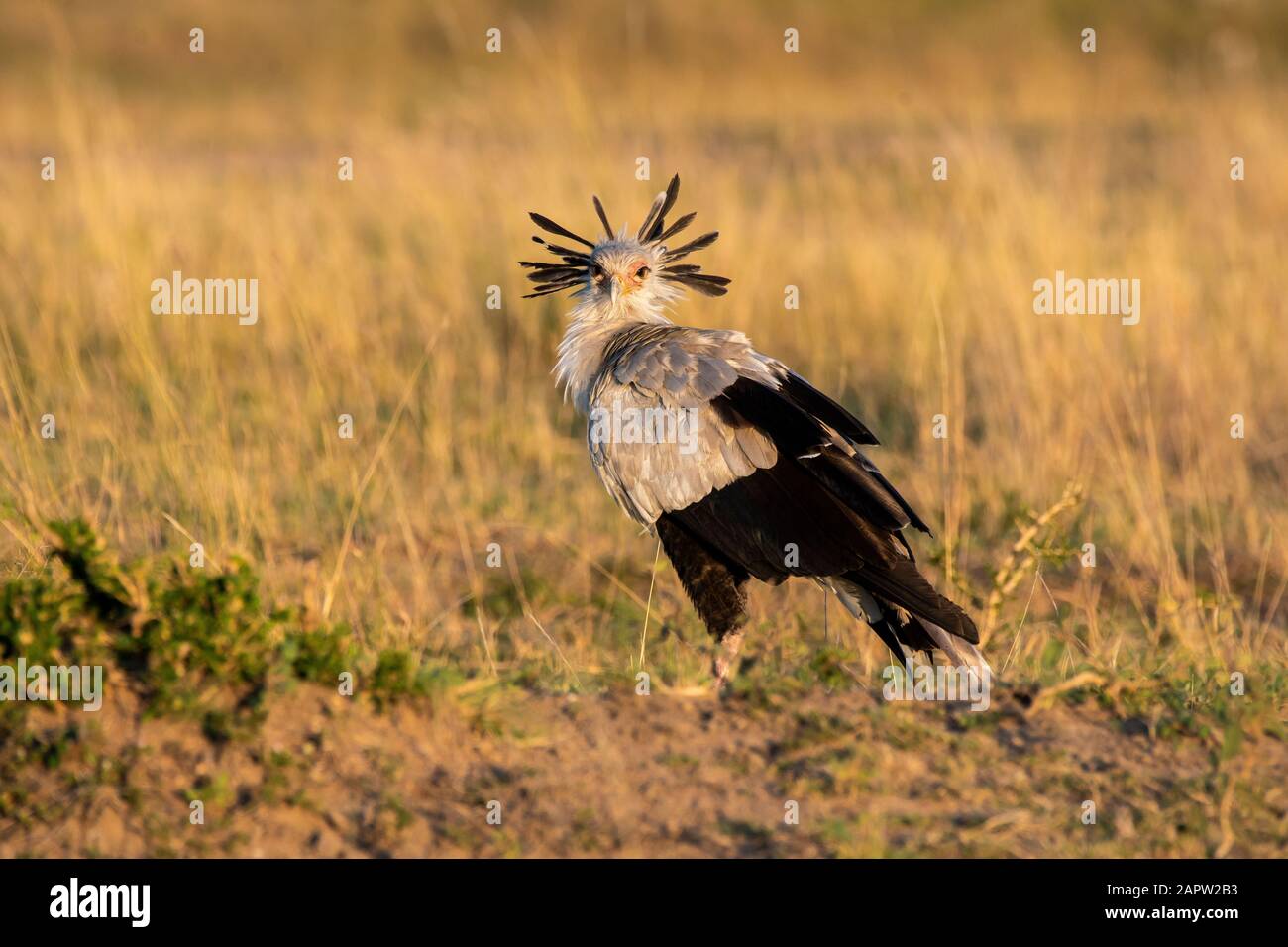 Secretarybird snake hi-res stock photography and images - Alamy