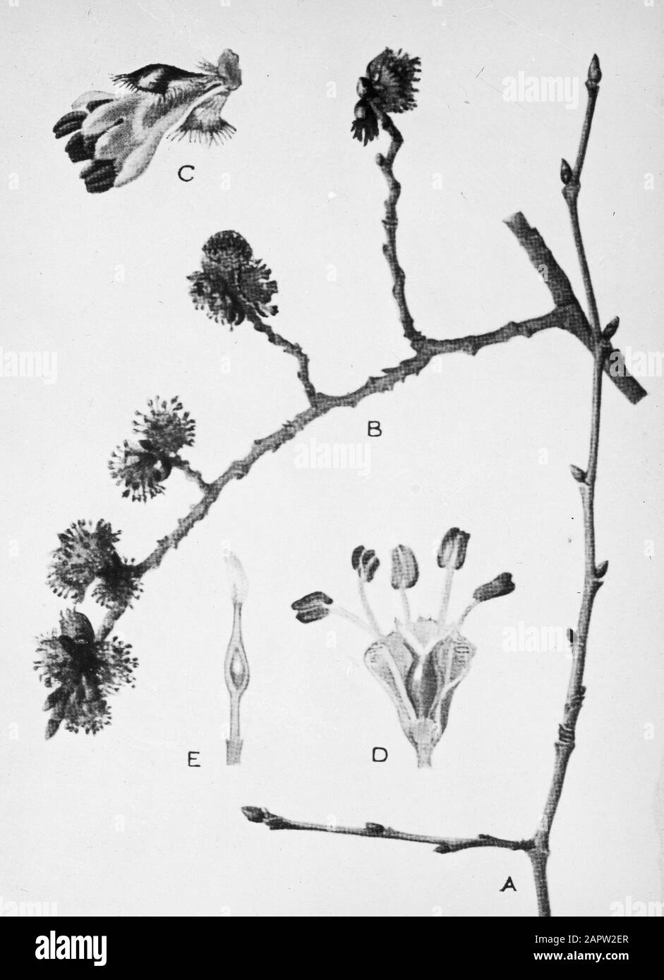 deciduous wood, trees, forests, avenues, botanical, ulmus scabra ...