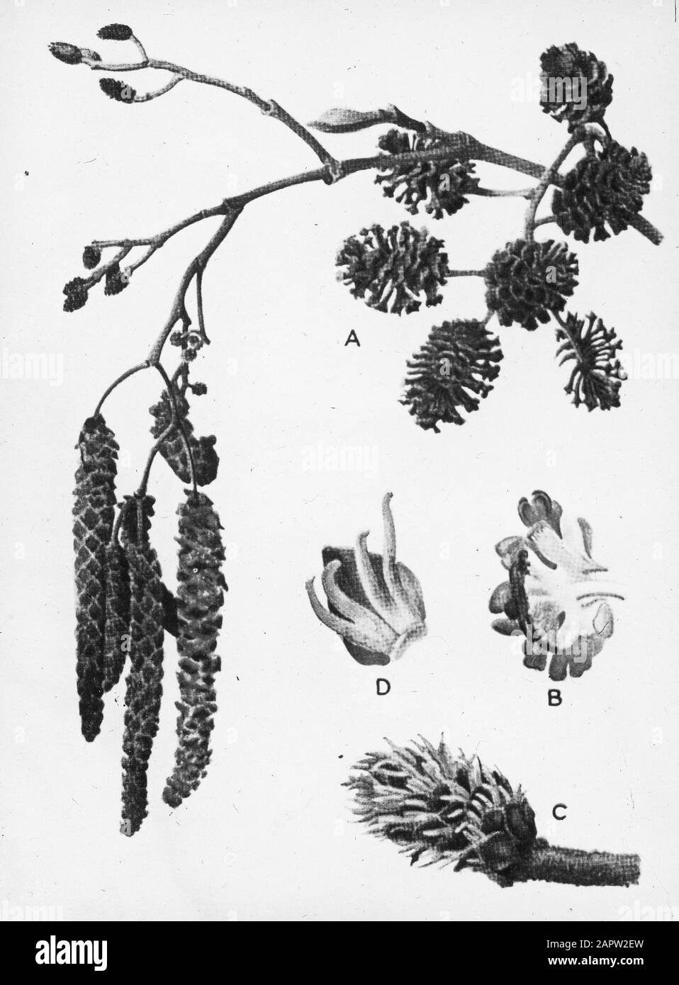 deciduous wood, trees, forests, avenues, botanical, alnus vulgaris ...