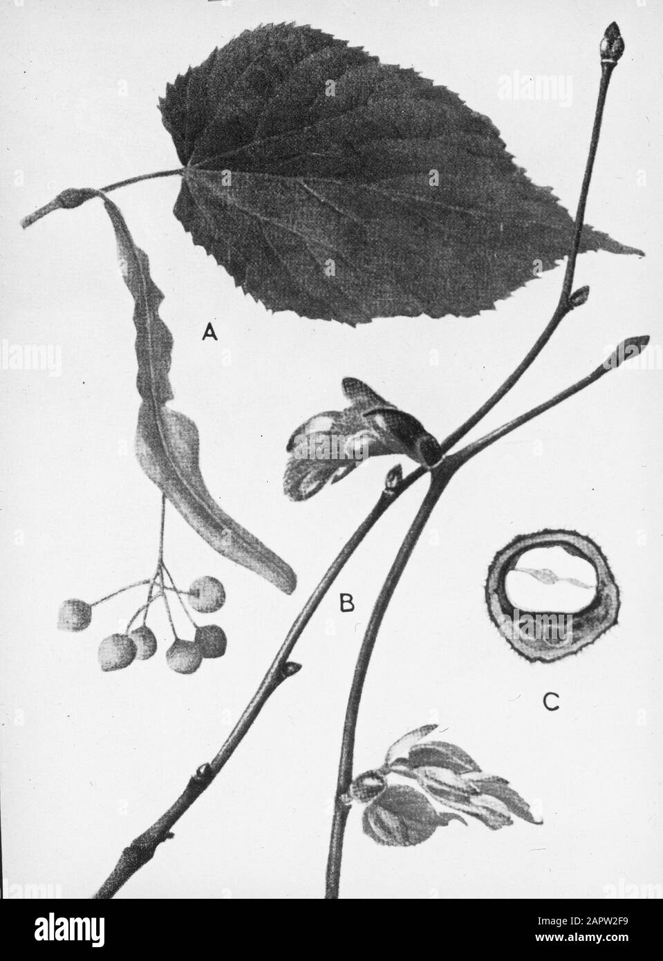 deciduous wood, trees, forests, avenues, botanical, tilia parvifolia ...
