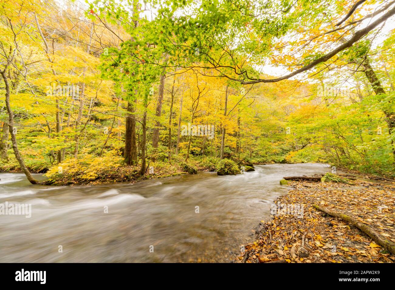 Beautiful fall color of the Oirase Gorge at Aomori, Japan Stock Photo ...