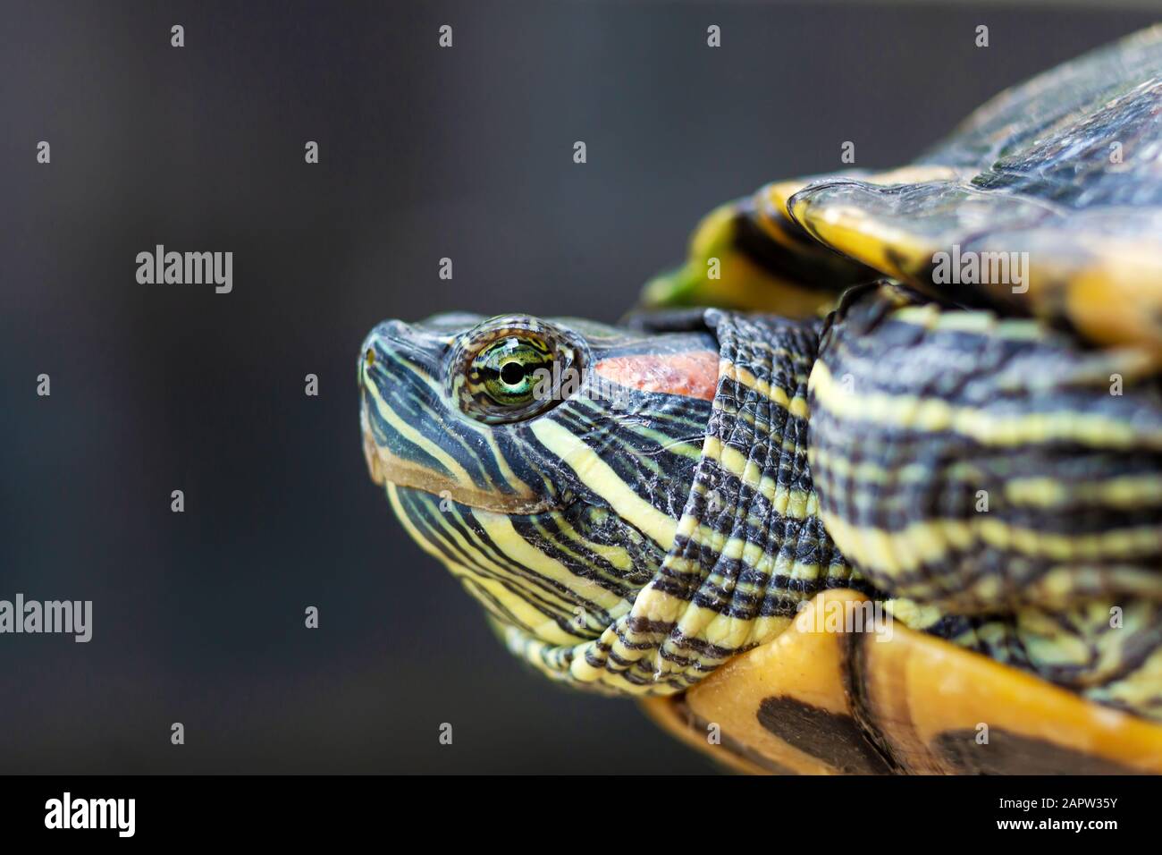 Red Eared Terrapin - Trachemys scripta elegans. Red eared slider turtle ...