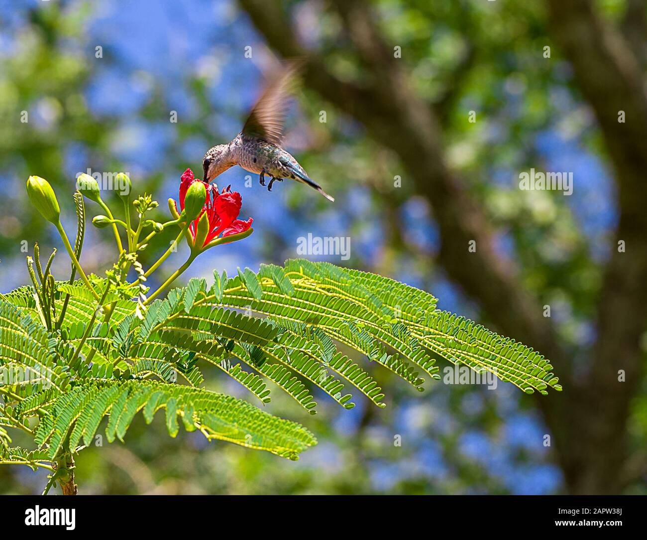 Pink hummingbird hi-res stock photography and images - Alamy