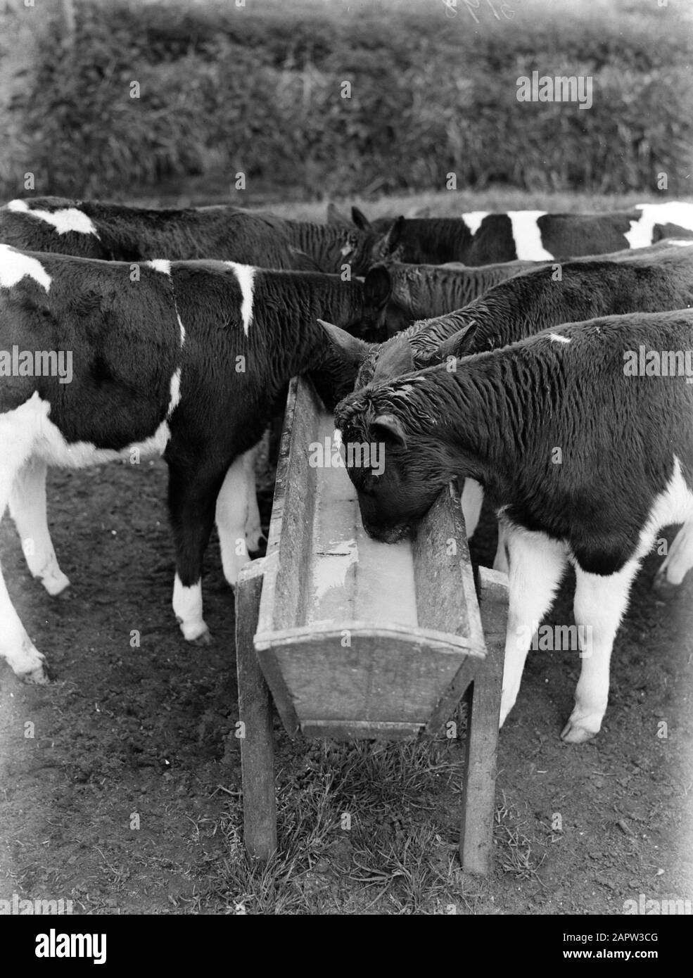 Reportage model Calfjes at a trough in Broek in Waterland Date: 1933 ...