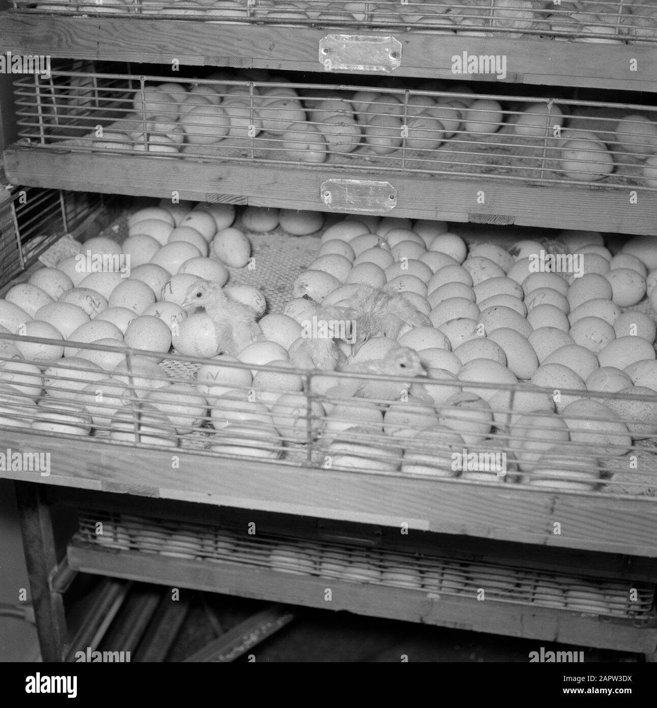Commercial poultry incubator Black and White Stock Photos & Images - Alamy