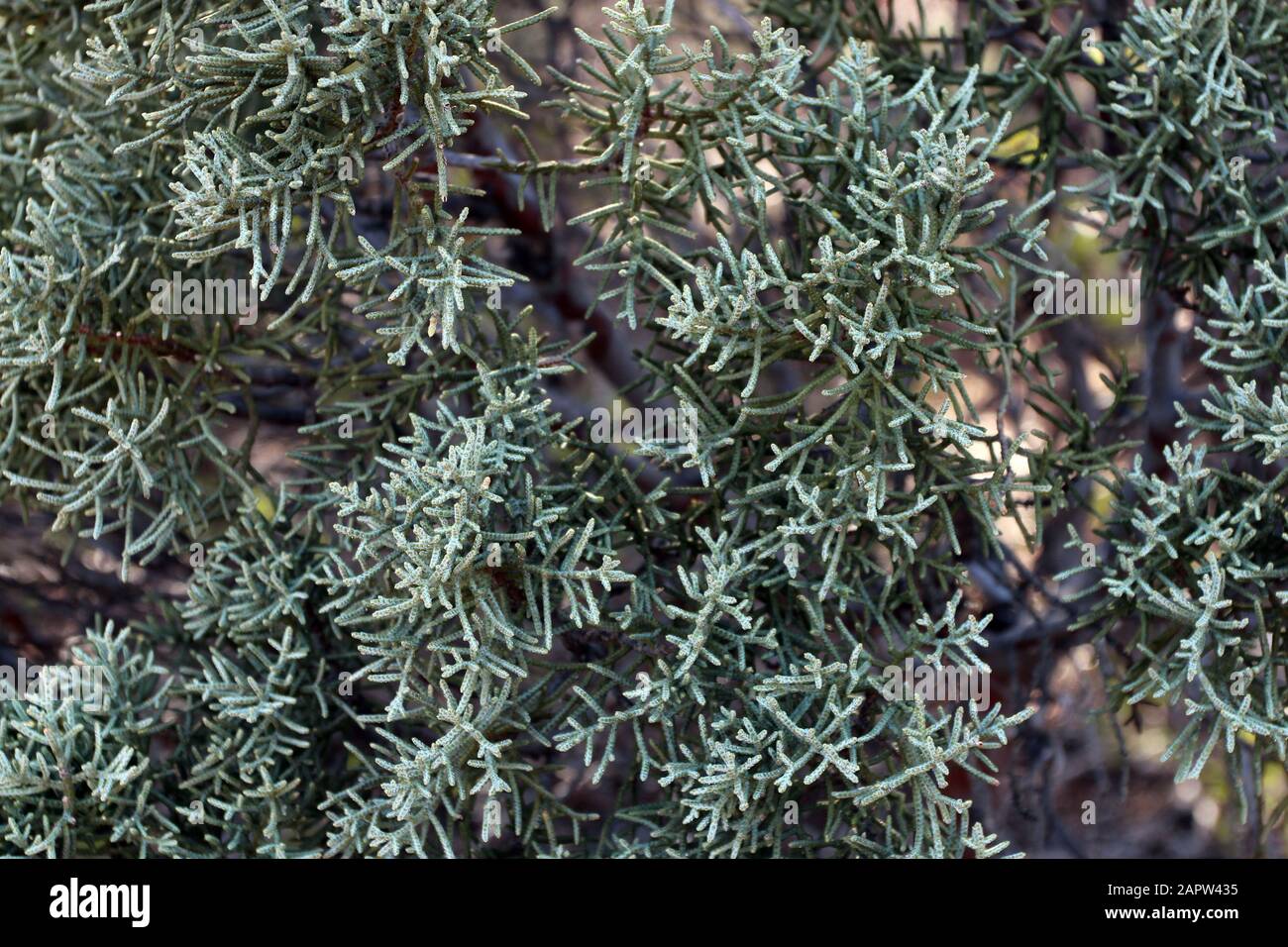 Close up of the scale like leaves of a Utah Juniper, Juniperus ...