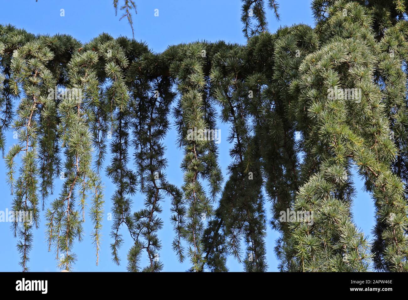 Evergreen tree with drooping branches hi-res stock photography and ...