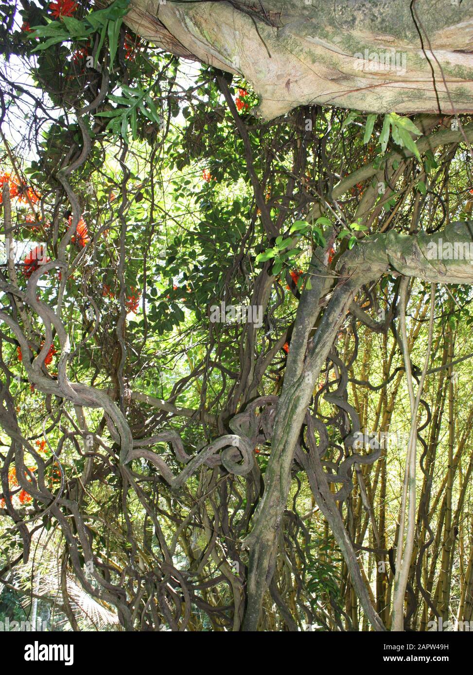 Vines Wrapped High Resolution Stock Photography and Images - Alamy