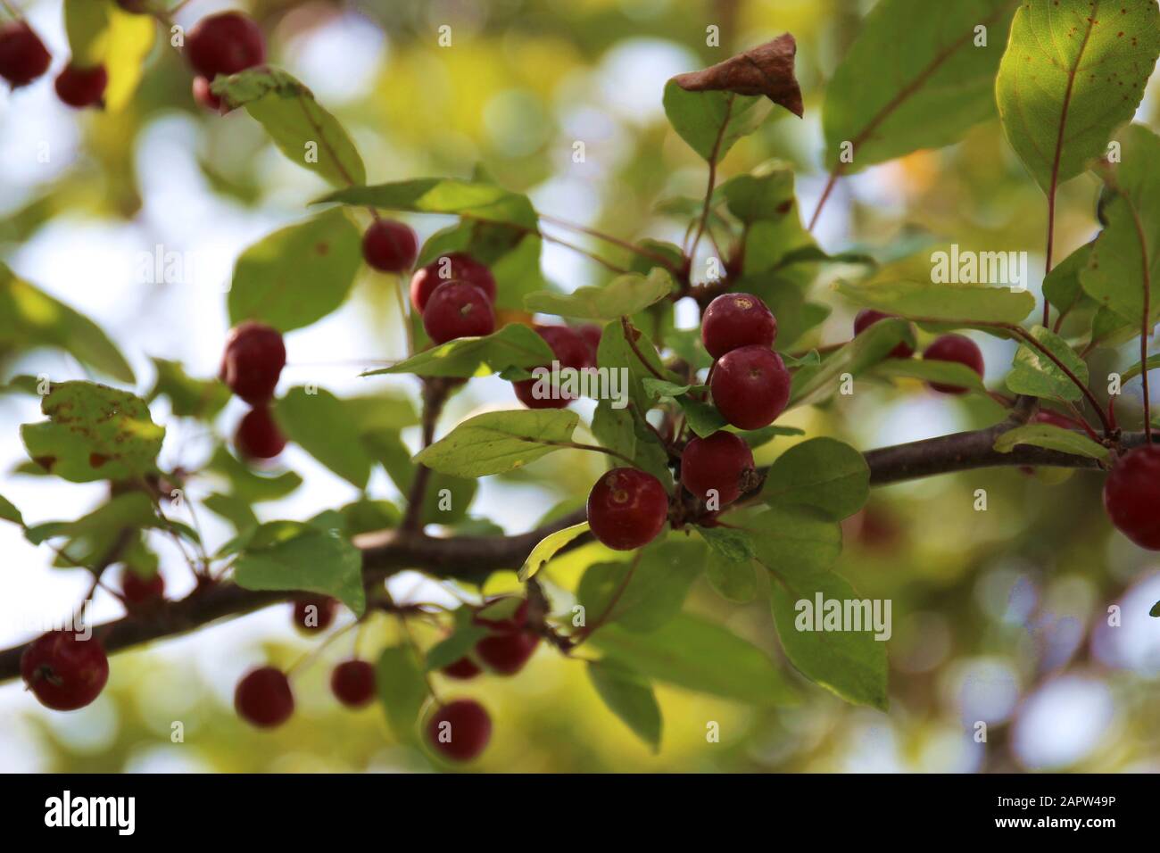 The prairie on fire hi-res stock photography and images - Alamy