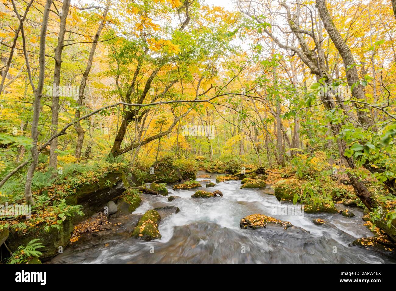 Beautiful fall color of the Oirase Gorge at Aomori, Japan Stock Photo - Alamy