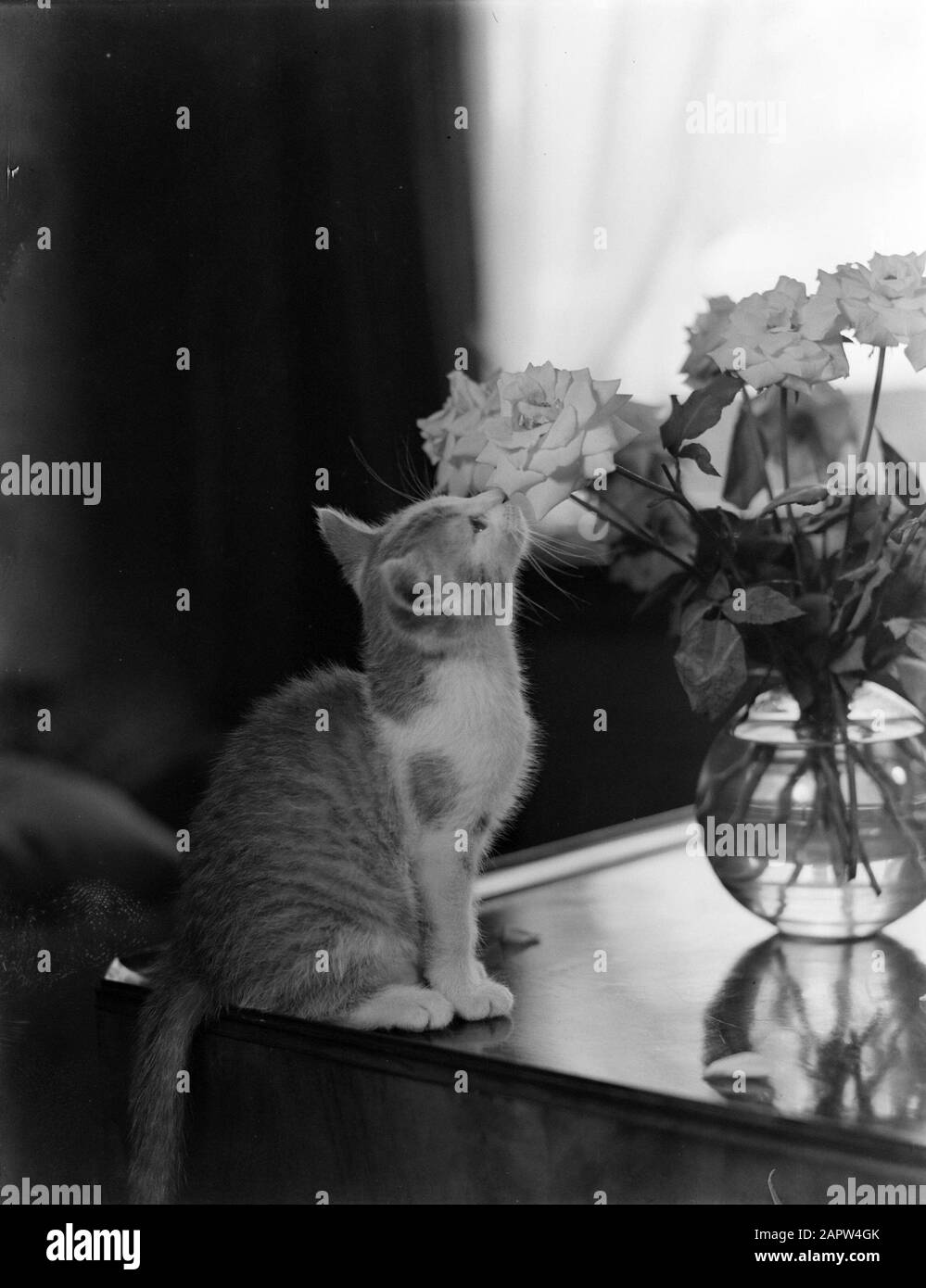 Cats with roses hi-res stock photography and images - Alamy