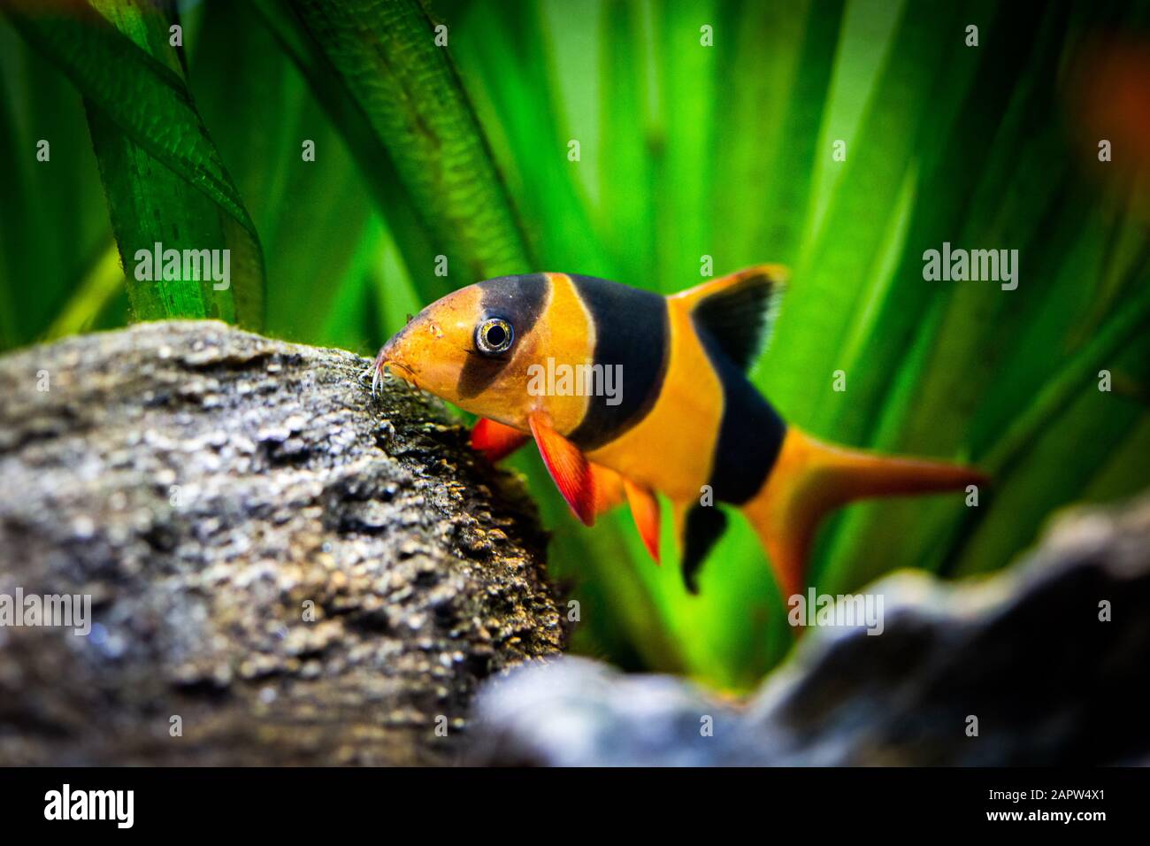 Large clown loach in fish tank (Chromobotia macracanthus Stock Photo ...