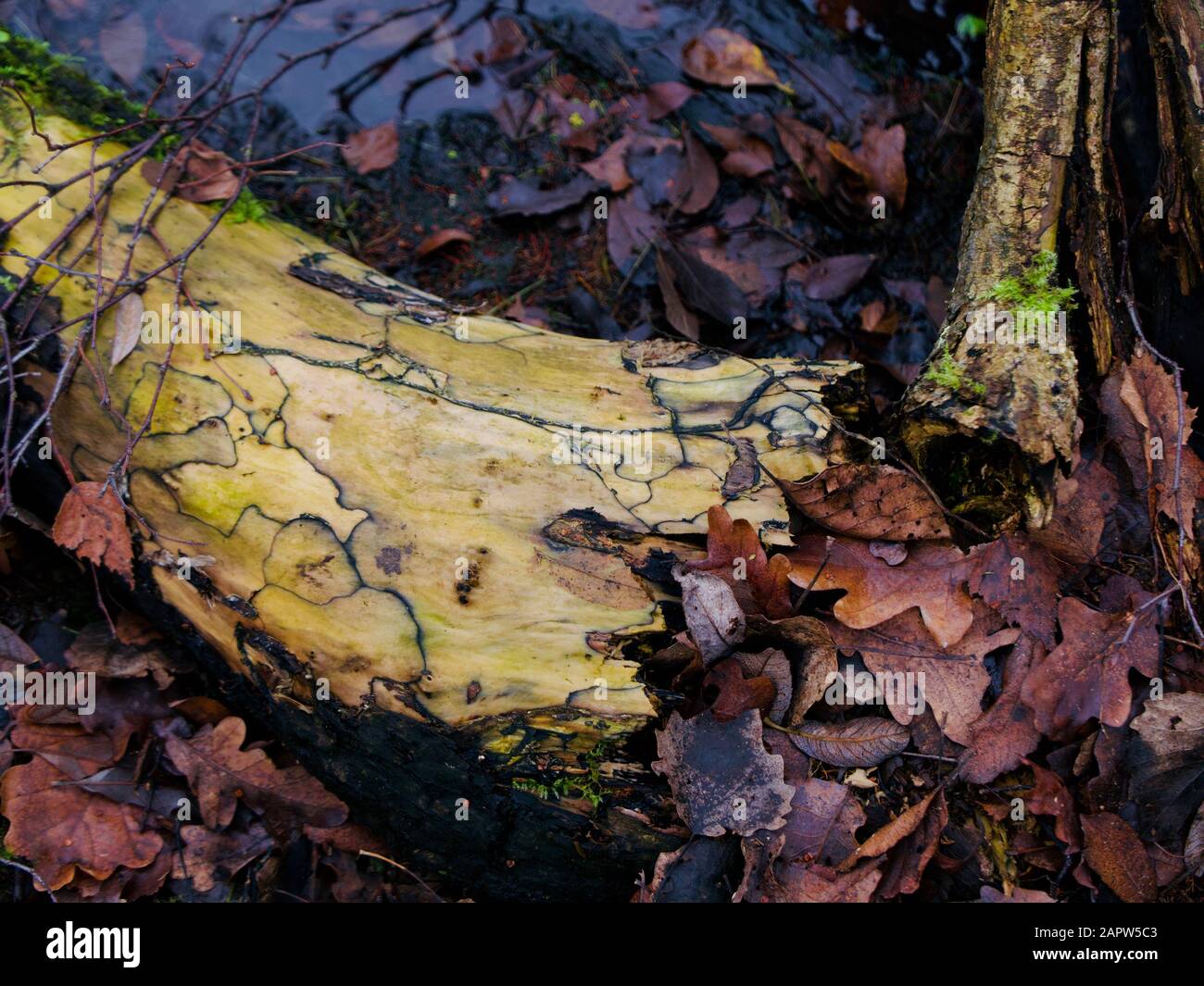 Decaying tree root hi-res stock photography and images - Alamy
