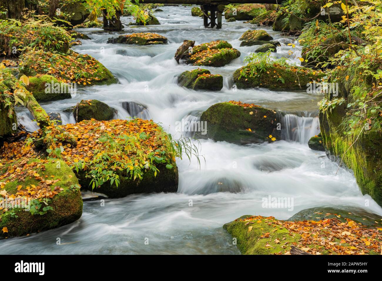 Beautiful fall color of the Oirase Gorge at Aomori, Japan Stock Photo ...