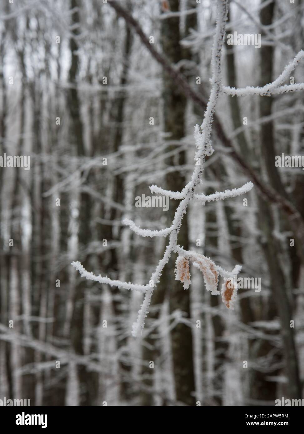 frozen snow in the forest Stock Photo - Alamy