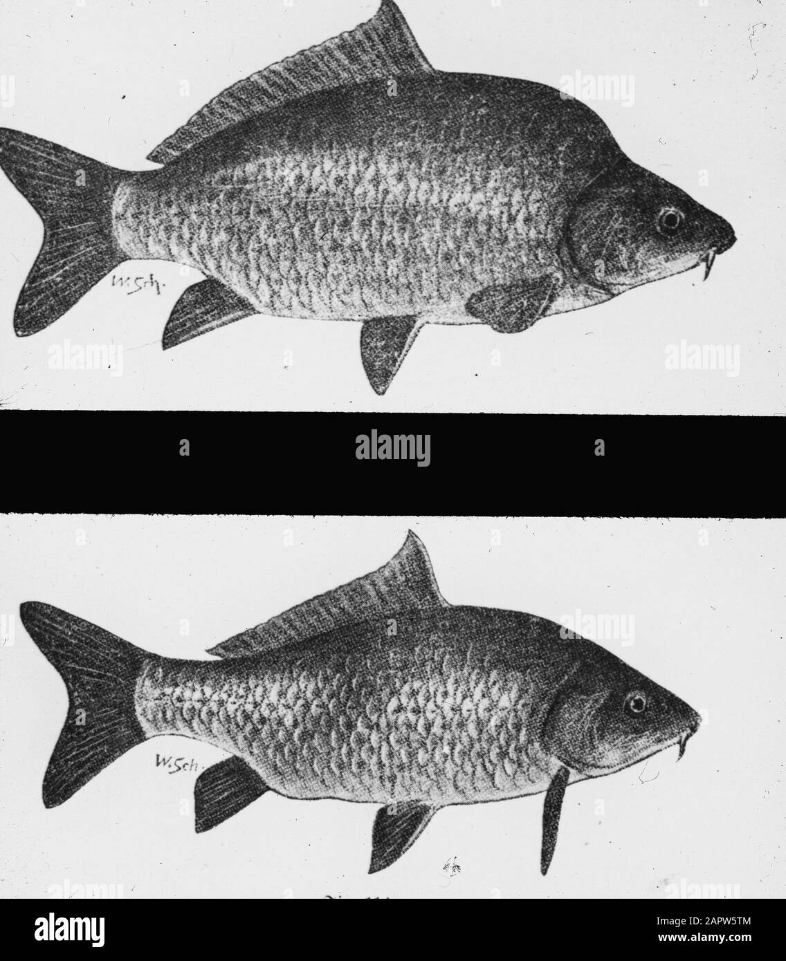 Scale carp Black and White Stock Photos & Images - Alamy