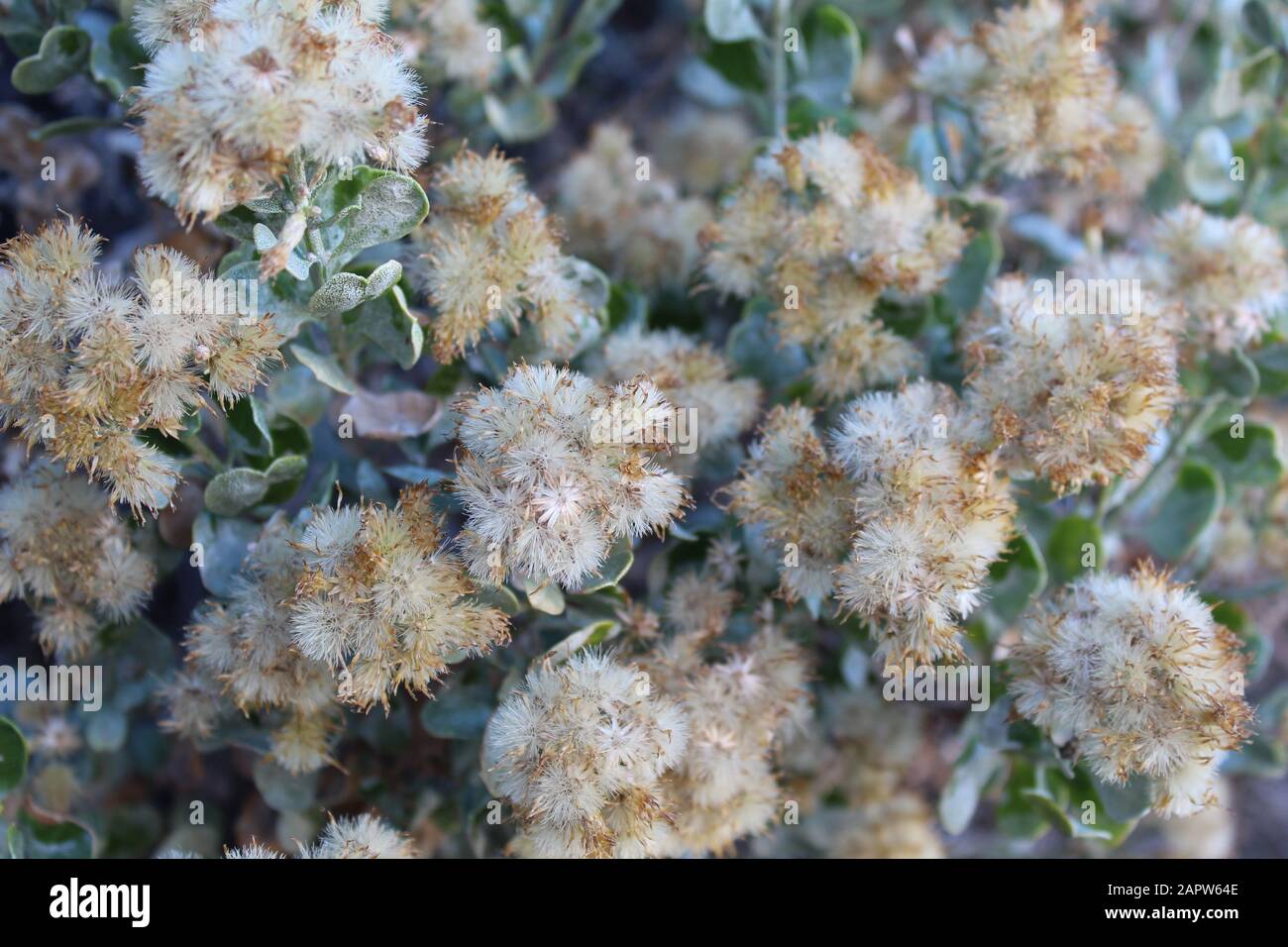Plants of the Family Asteraceae often develop a Pappus of silky plumes ...