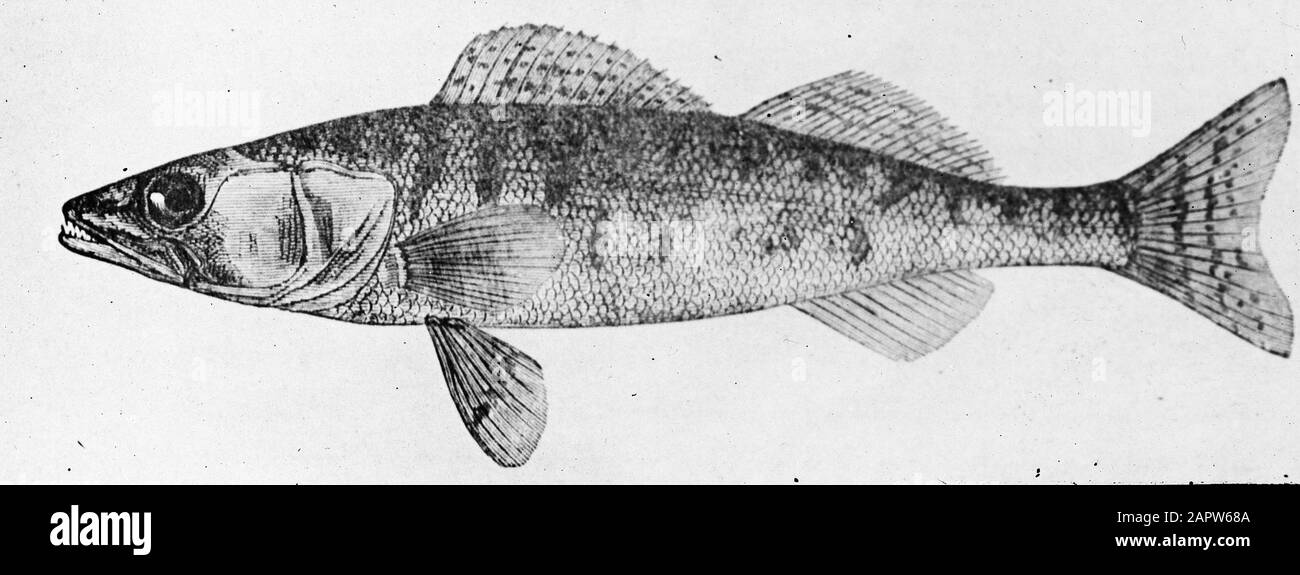 Toothy pike hi-res stock photography and images - Alamy